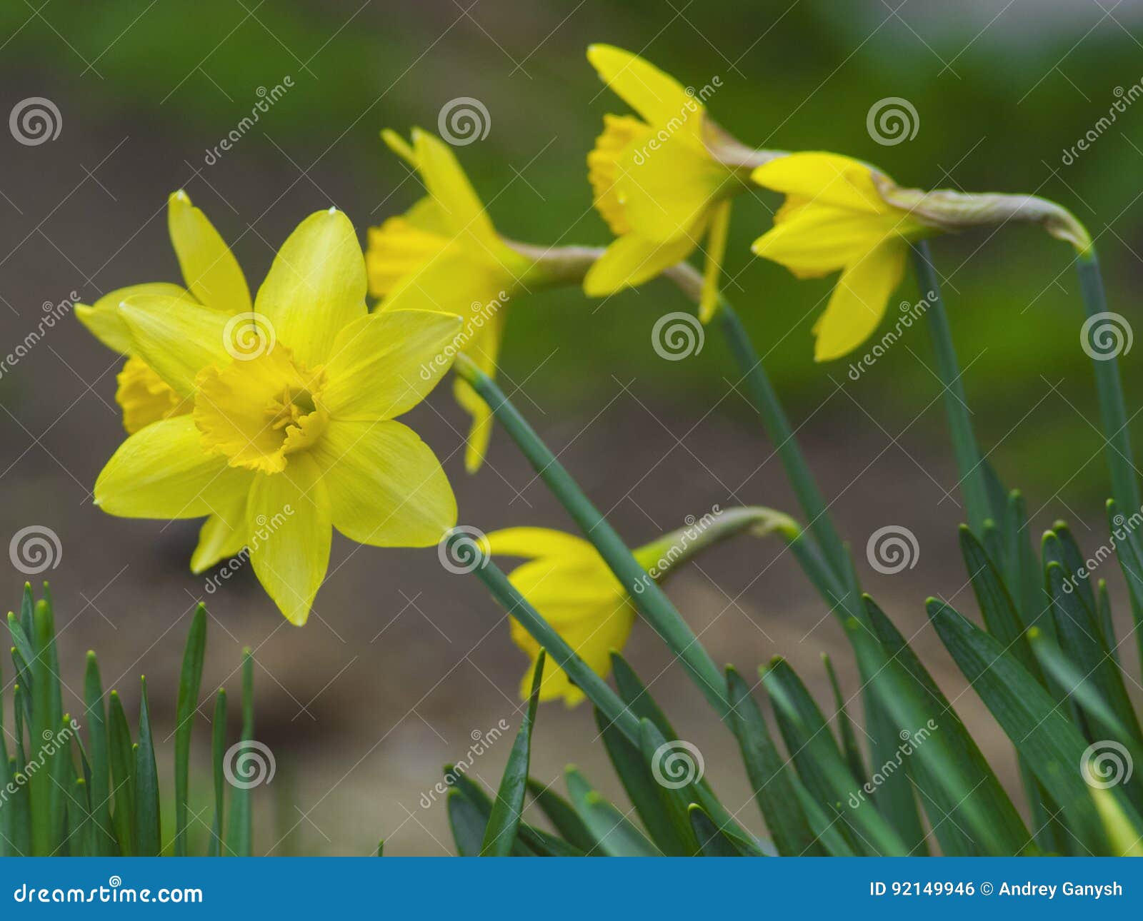 Beautiful Yellow Daffodils in Garden Stock Photo - Image of daffodil ...
