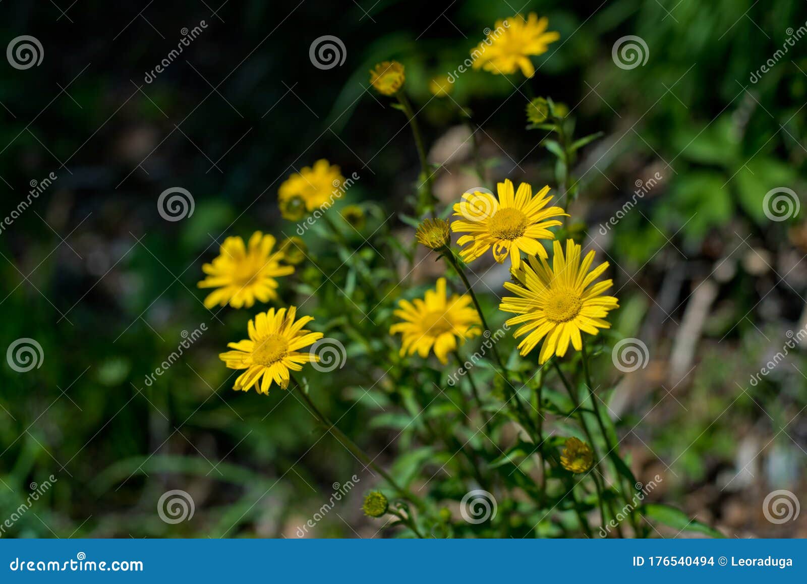 Beautiful yellow daisies. stock photo. Image of blossom - 176540494