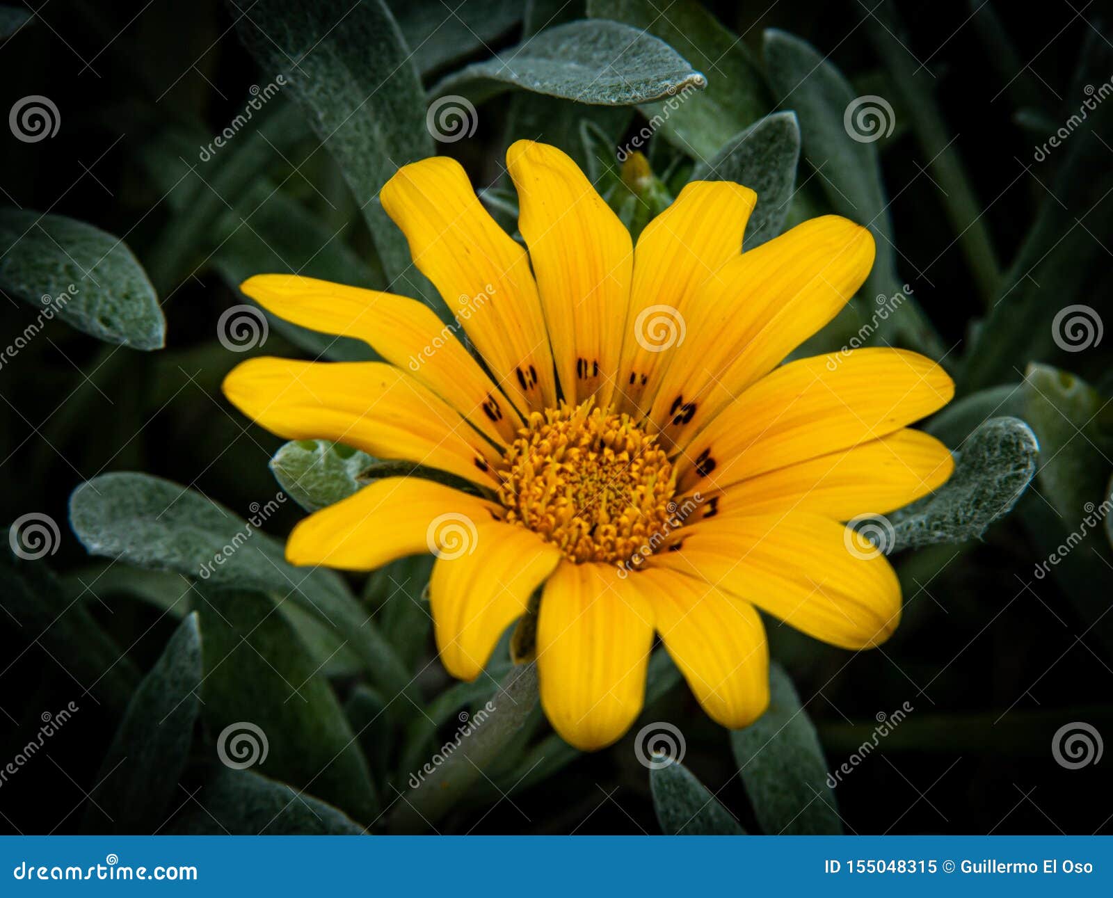 Beautiful Yellow Daisy As a Macro Shot Stock Image - Image of flowering ...