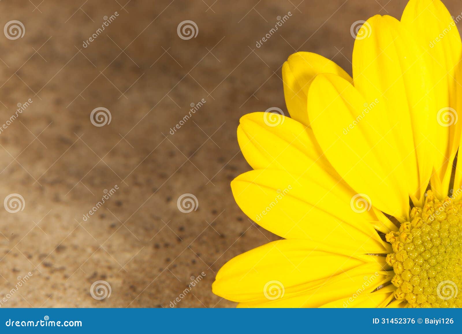 Beautiful Yellow Daisy stock photo. Image of detail, colorful - 31452376