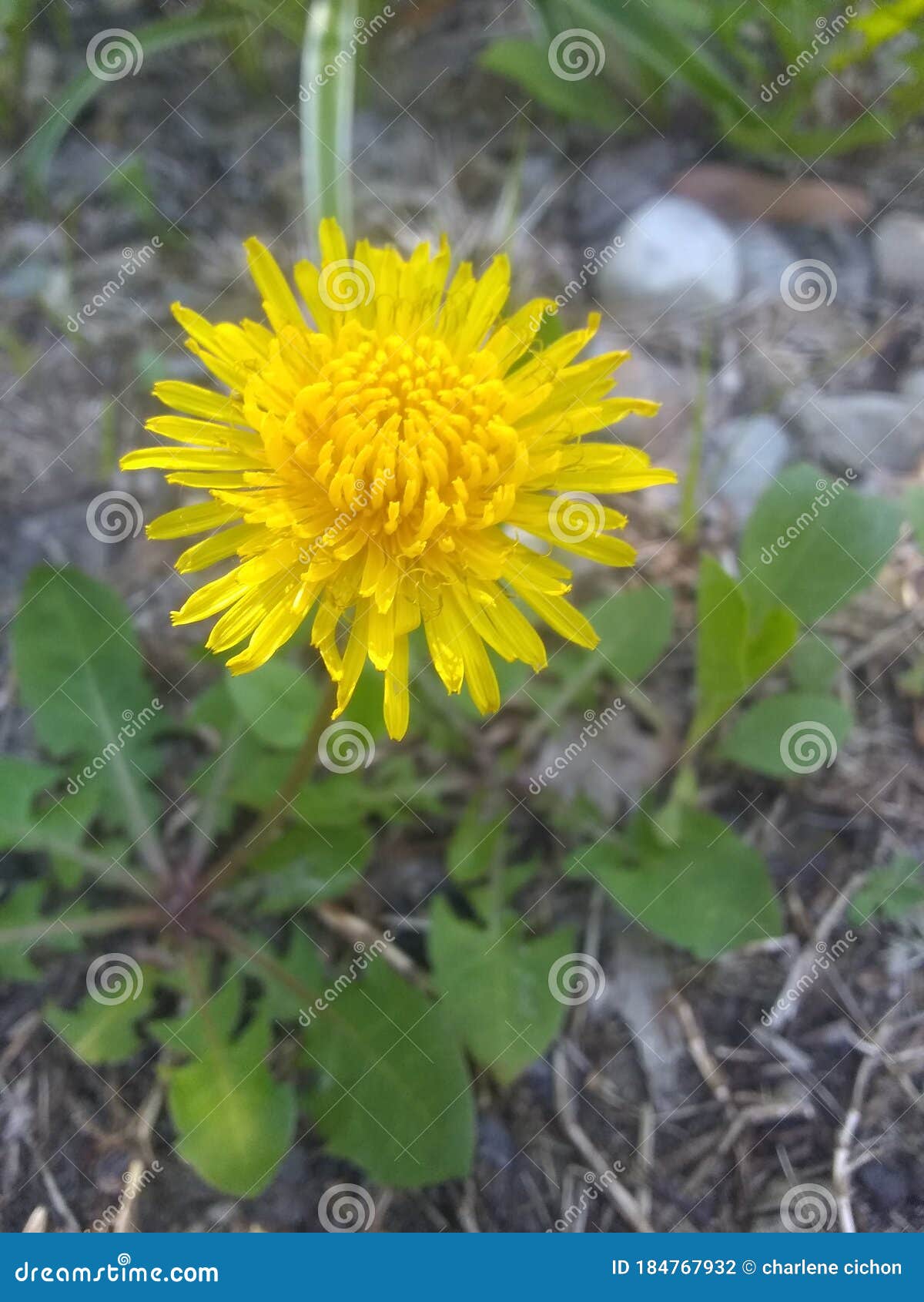 This Beautiful Yellow Dandy Lion Stock Photo - Image of petal, nature ...