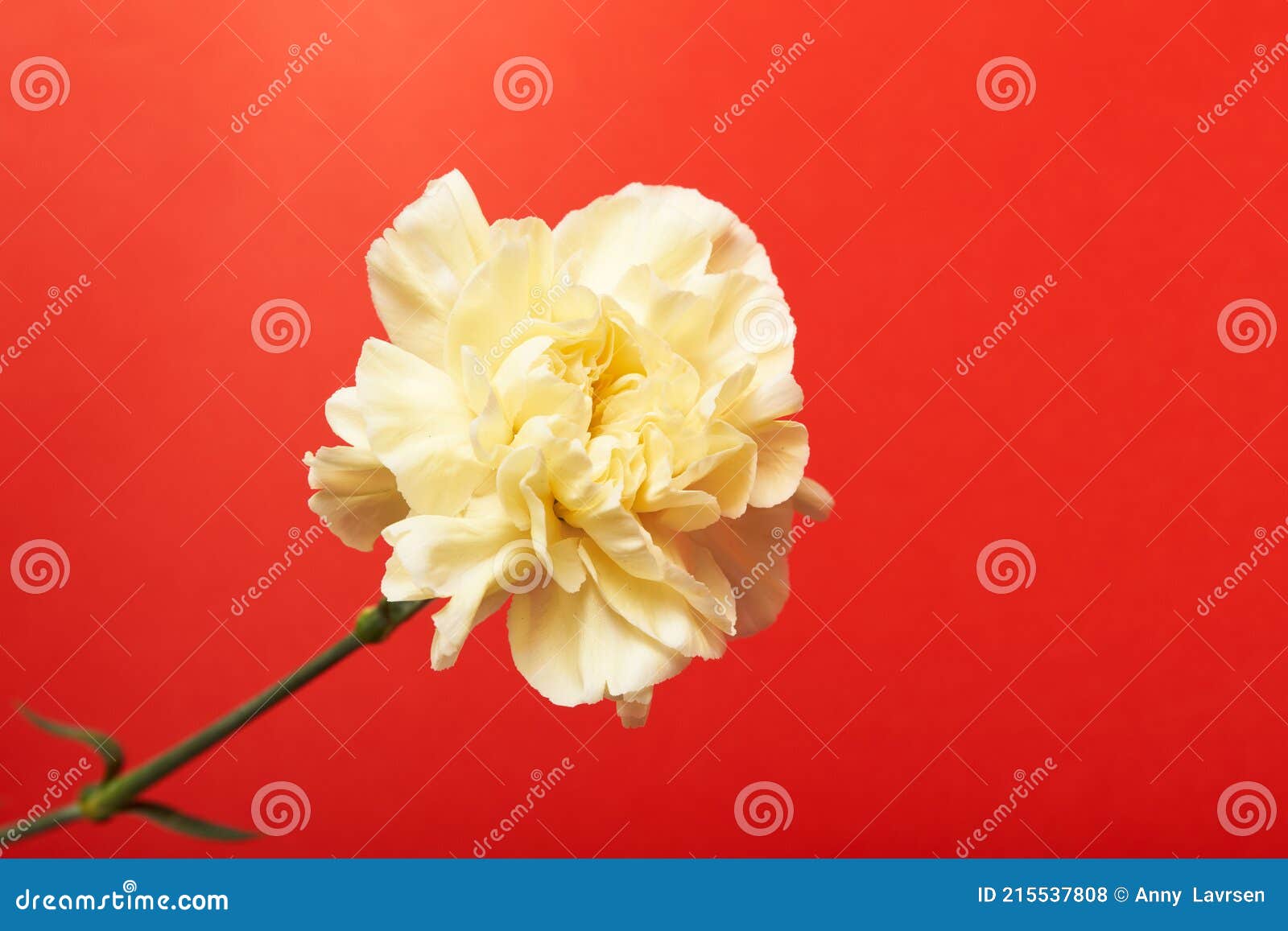 Beautiful Yellow Dianthus Flower on Red Background Stock Photo - Image ...