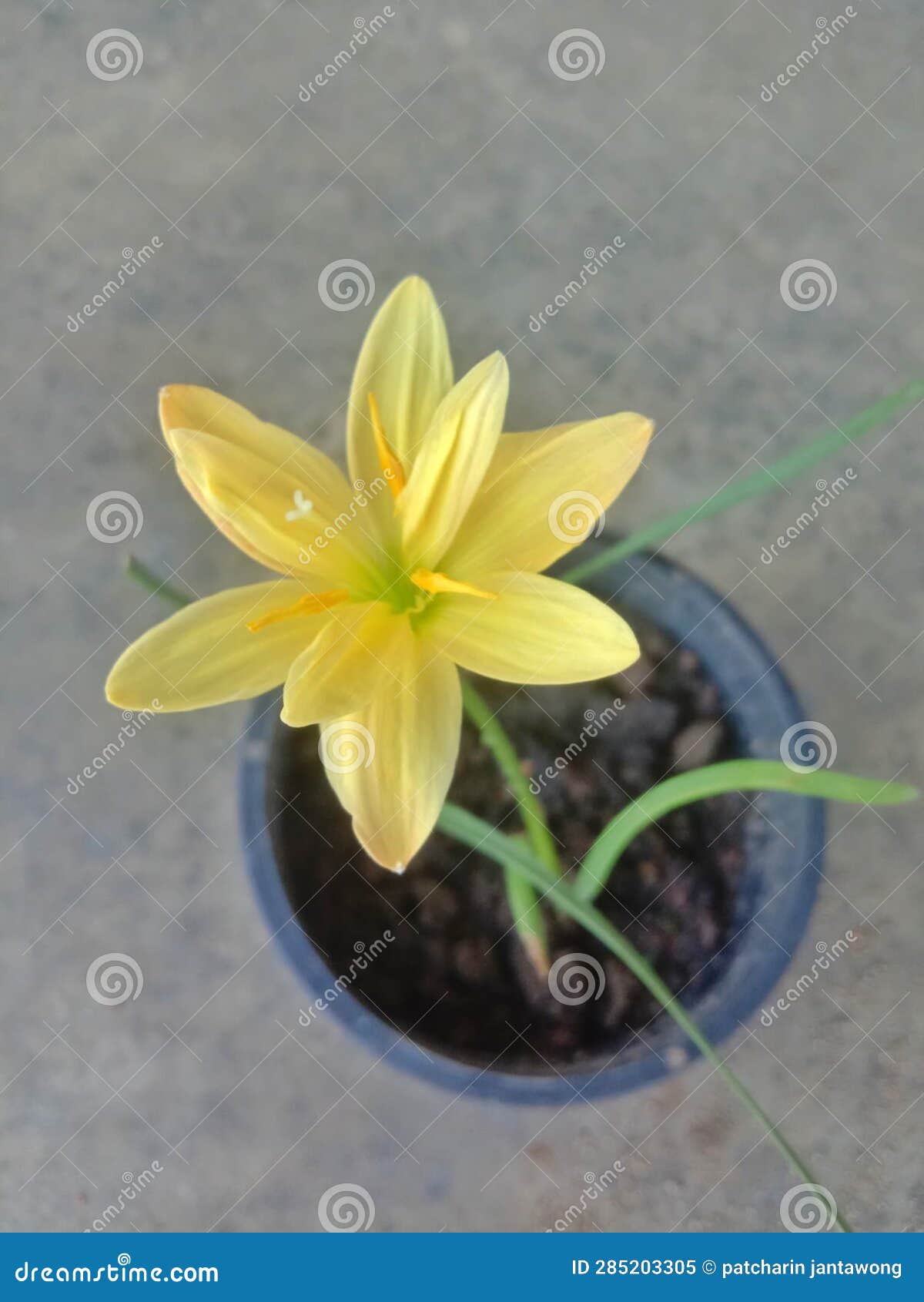 A Beautiful Yellow Earthen Lotus Named Yellow Light Stock Image - Image ...