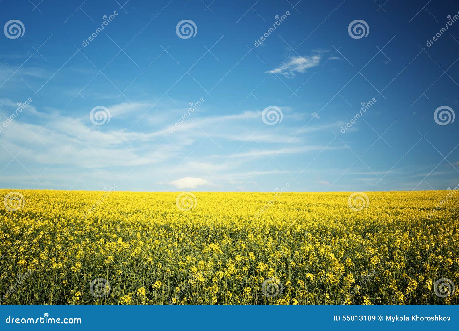 Beautiful Yellow Field Landscape Stock Image - Image of countryside ...