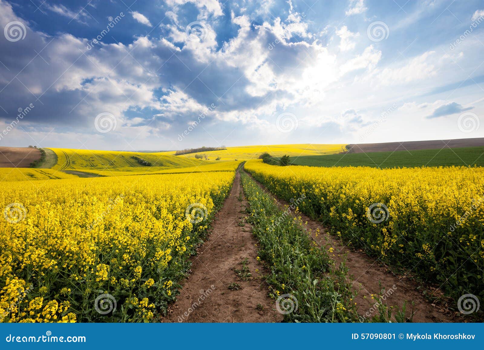 Beautiful yellow field stock image. Image of farm, scenery - 57090801