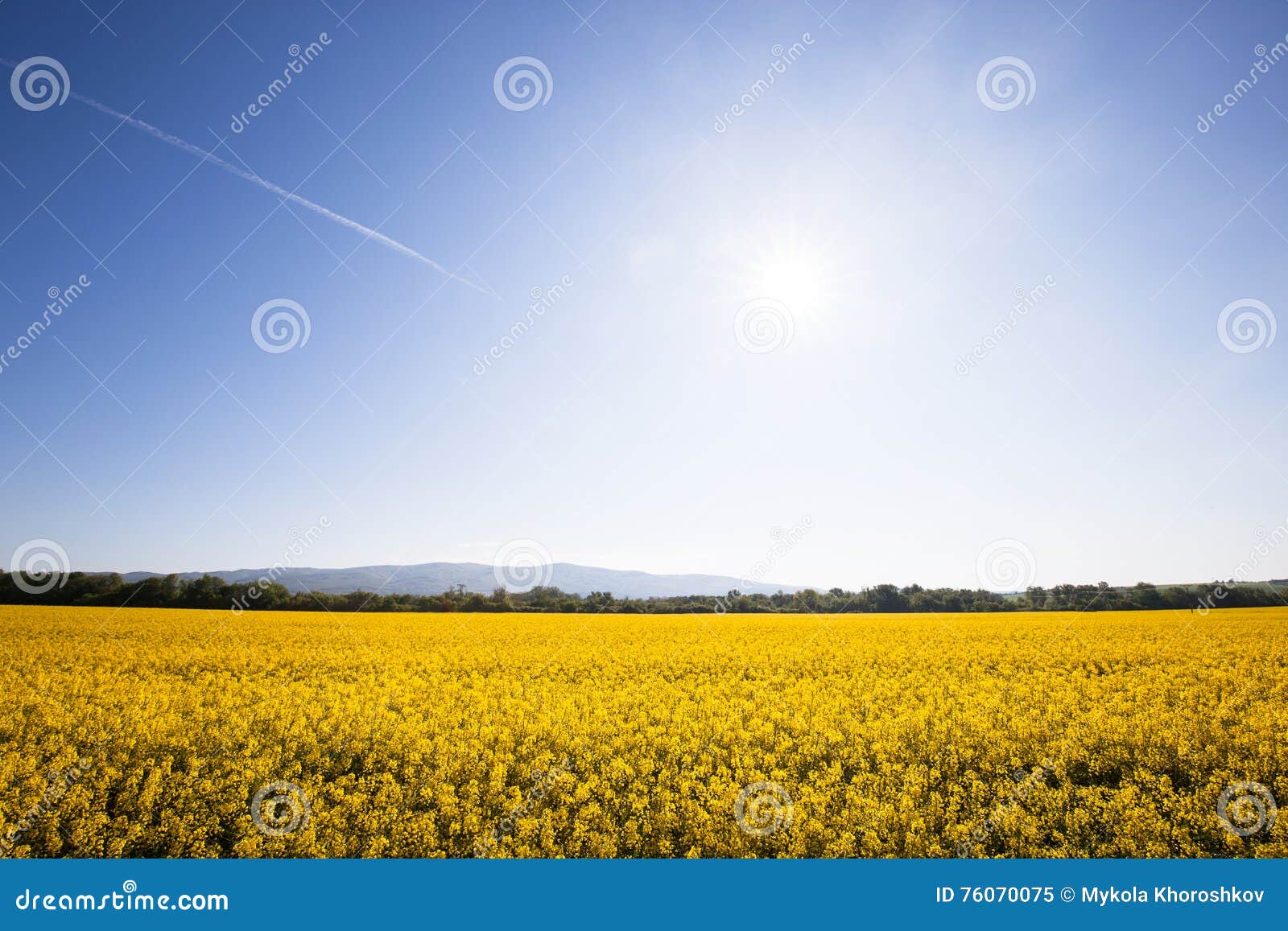 Beautiful yellow field stock image. Image of summer, green - 76070075