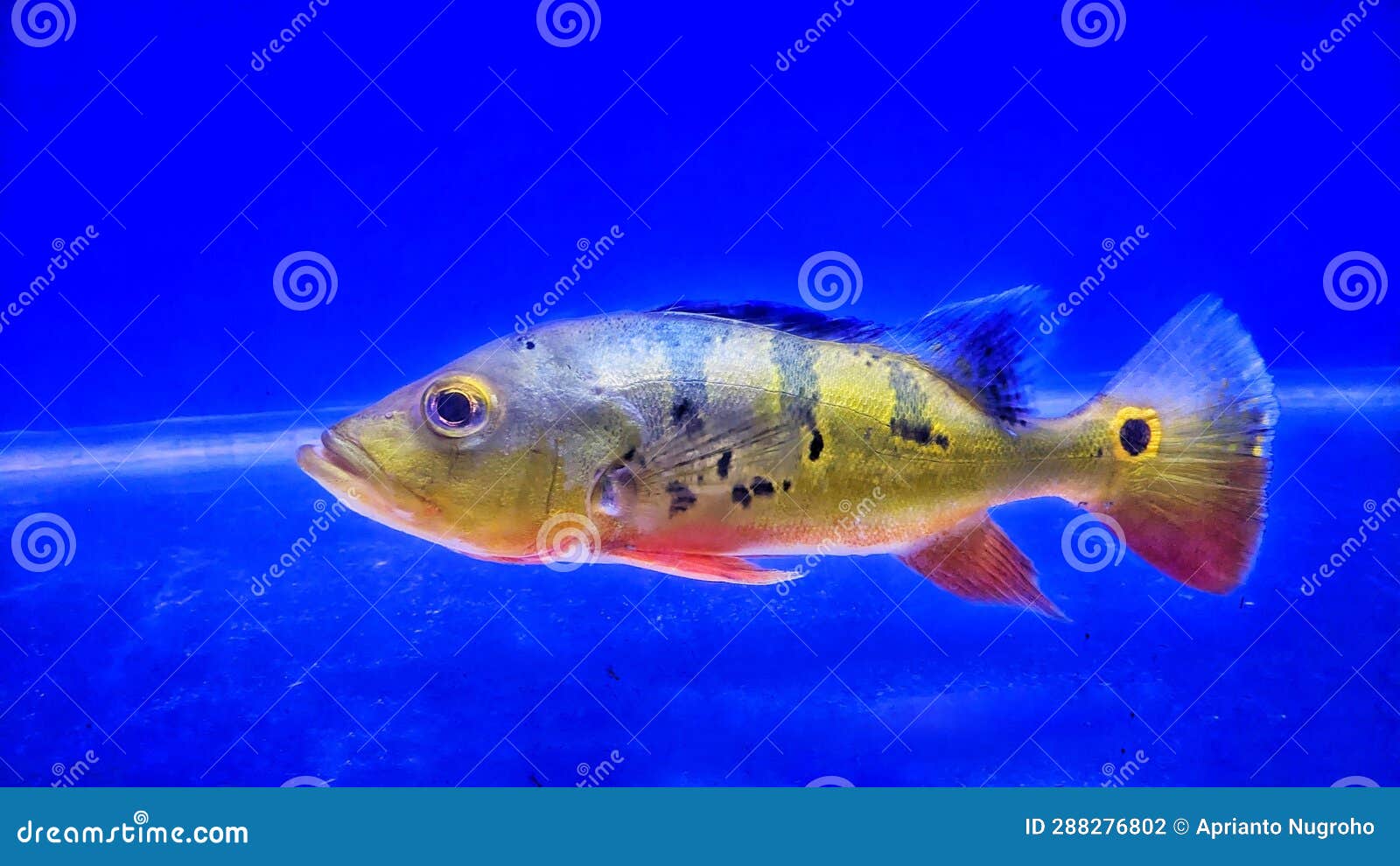 Beautiful Yellow Fish Peacock Bass Stock Photo - Image of coral ...