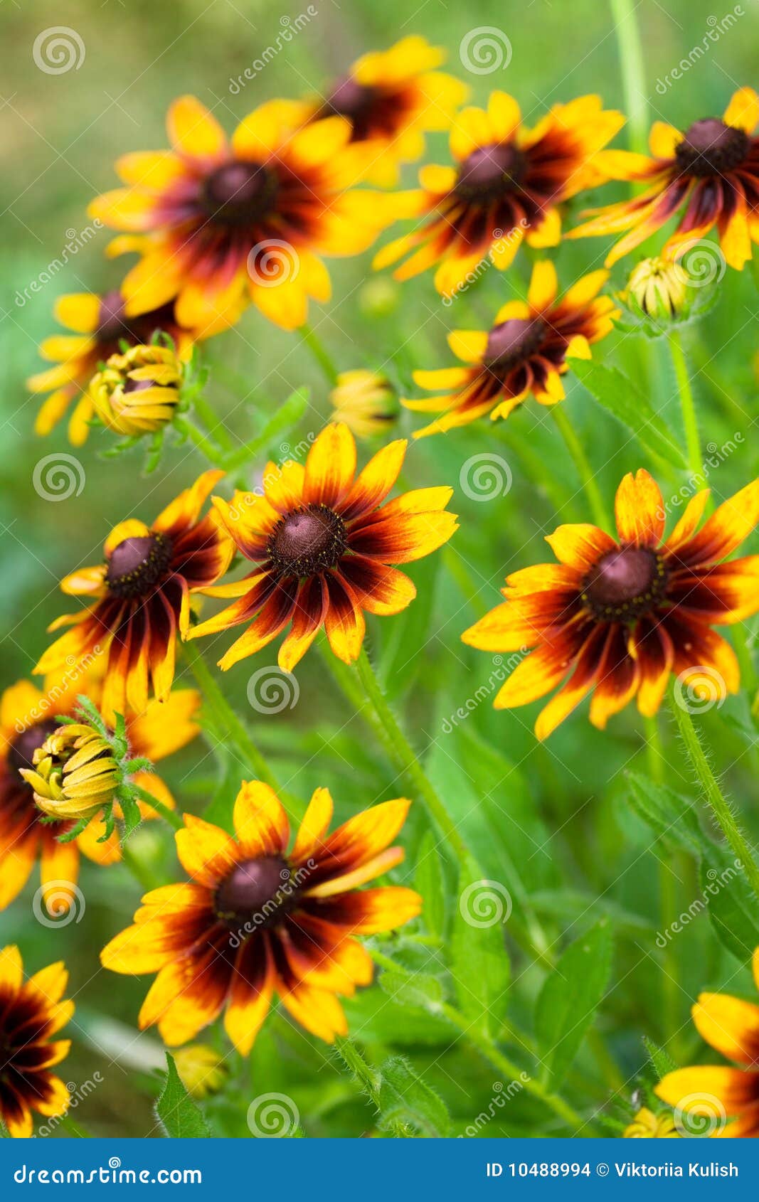 Beautiful yellow flower stock photo. Image of botany - 10488994