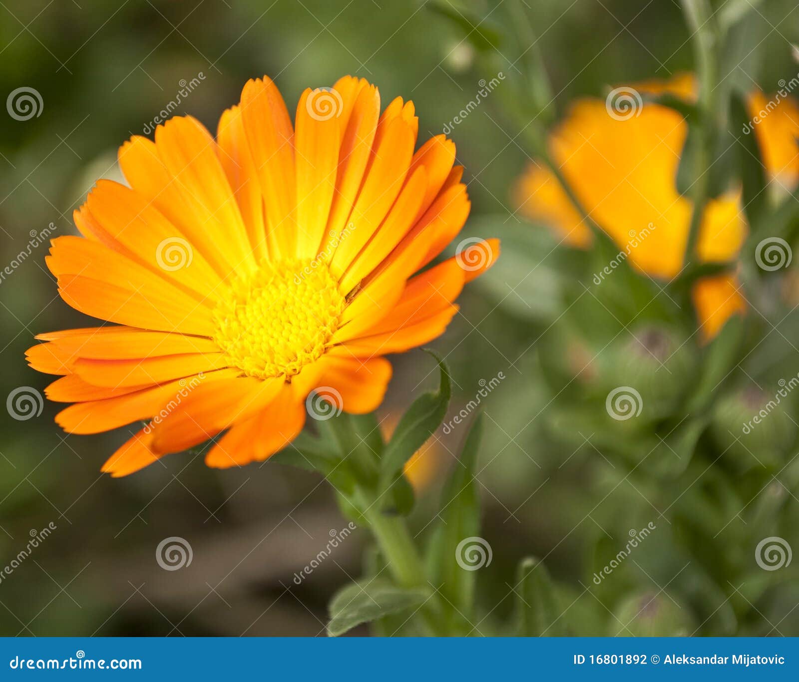 Neven Flower Stock Photos - Free & Royalty-Free Stock Photos from ...