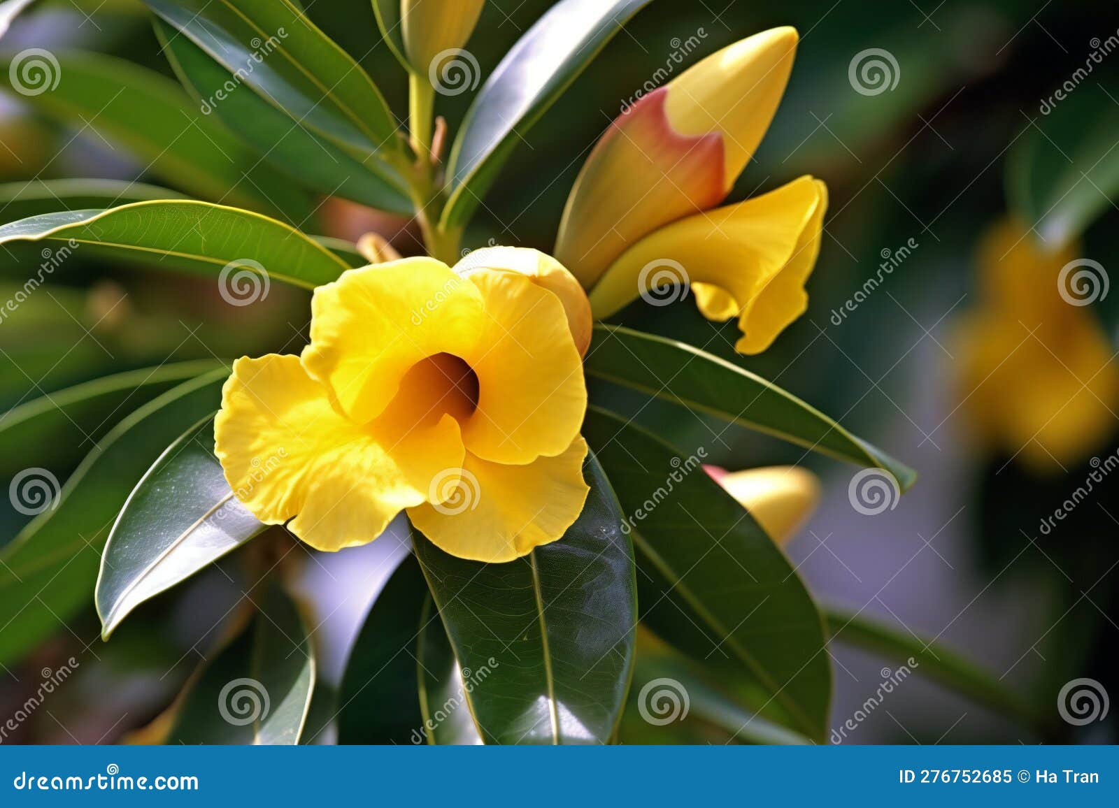 Beautiful Yellow Flower Of Adenium Obesum In The Garden Stock