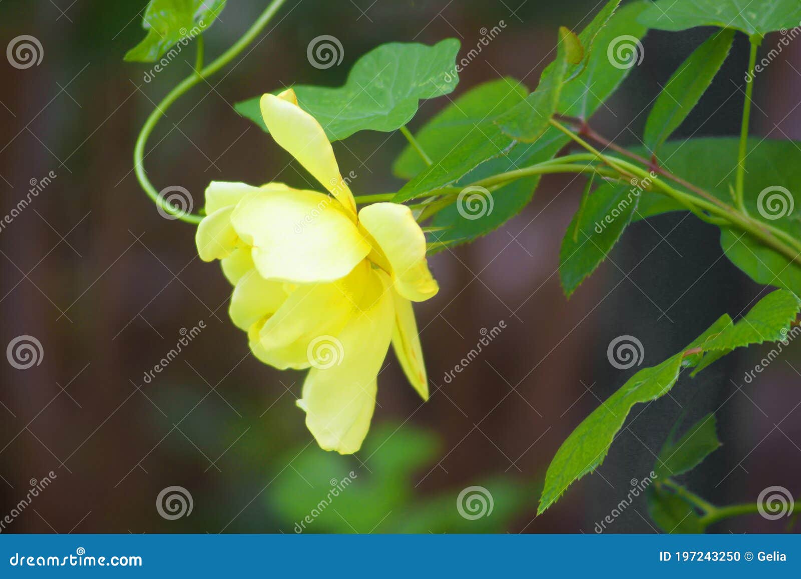 Beautiful Yellow Flower on a Climbing Plant Stock Photo - Image of ...