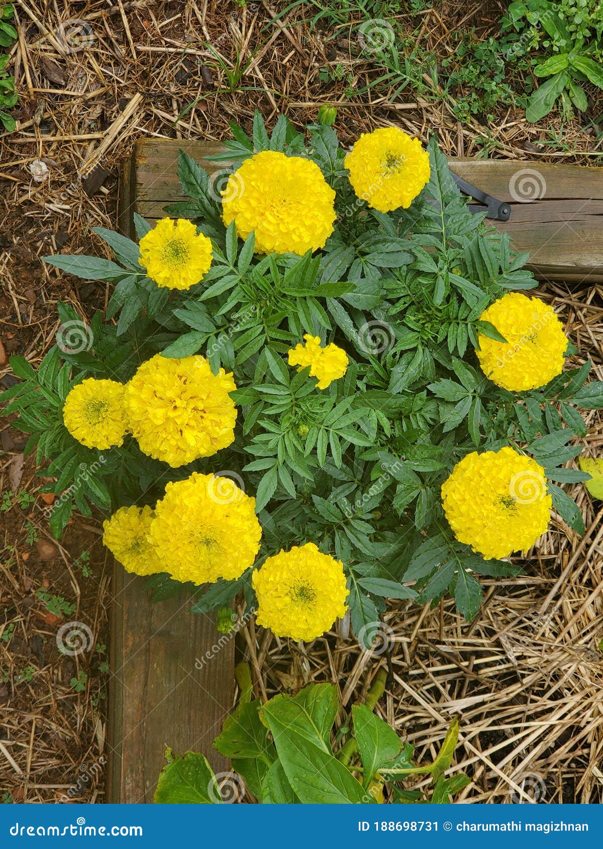 Beautiful Yellow Flower in Cluster Stock Image - Image of herb, daisy ...