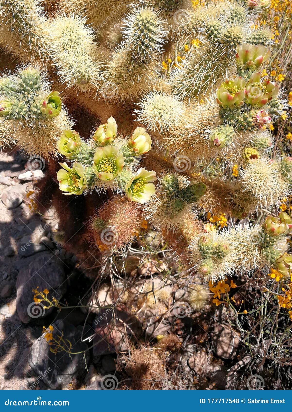 Beautiful Yellow Flower in the Desert of Joshua Tree Stock Photo ...