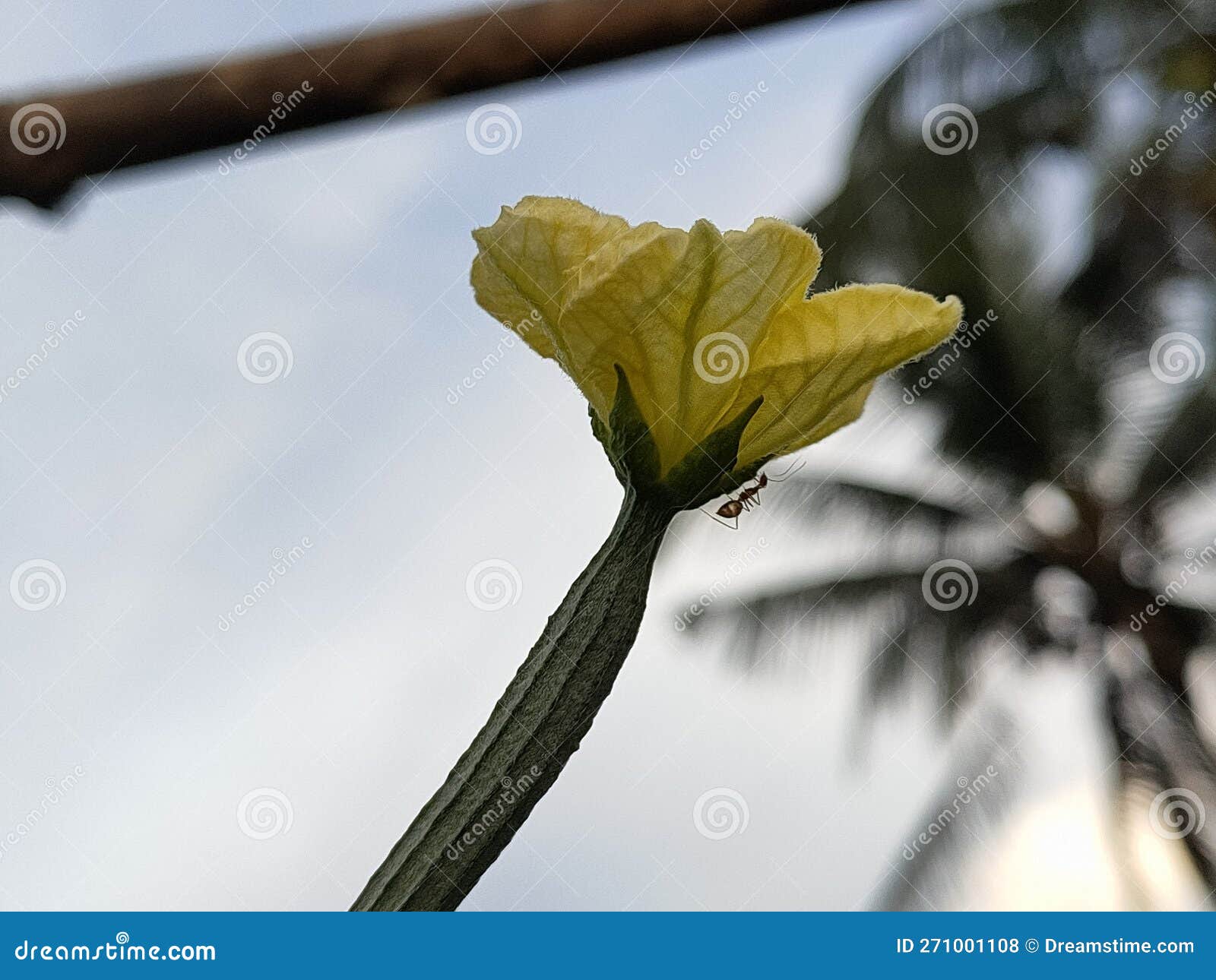 A Flower of Luffa Acutangula Stock Photo - Image of wildflower, herb ...
