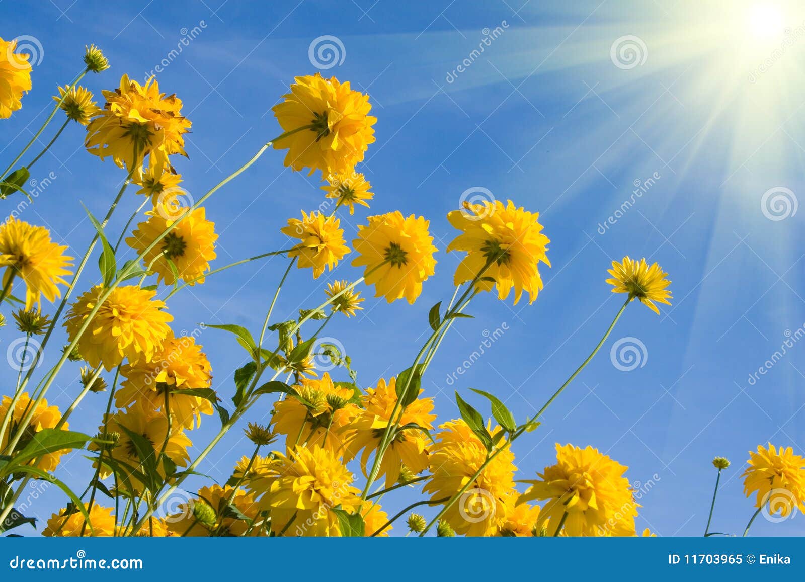 Beautiful yellow flowers stock image. Image of light - 11703965