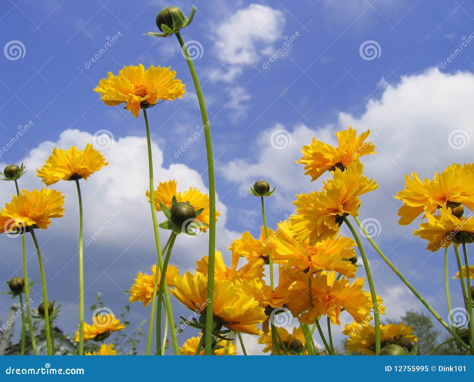 Beautiful yellow flowers stock image. Image of colorful - 12755995