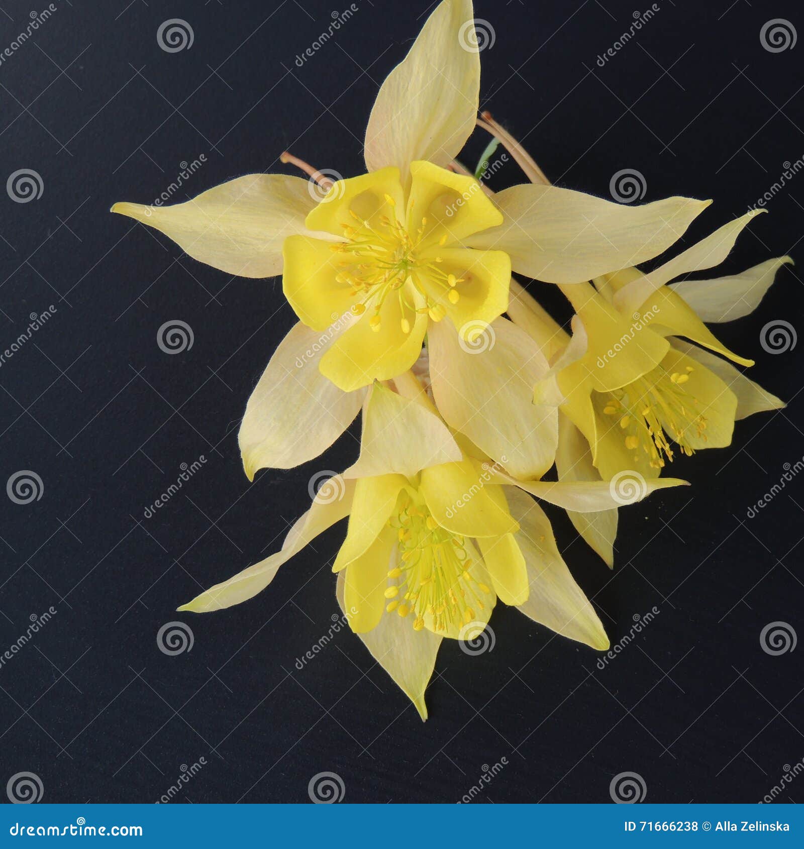 Beautiful Yellow Flowers on a Dark Background Stock Photo - Image of ...
