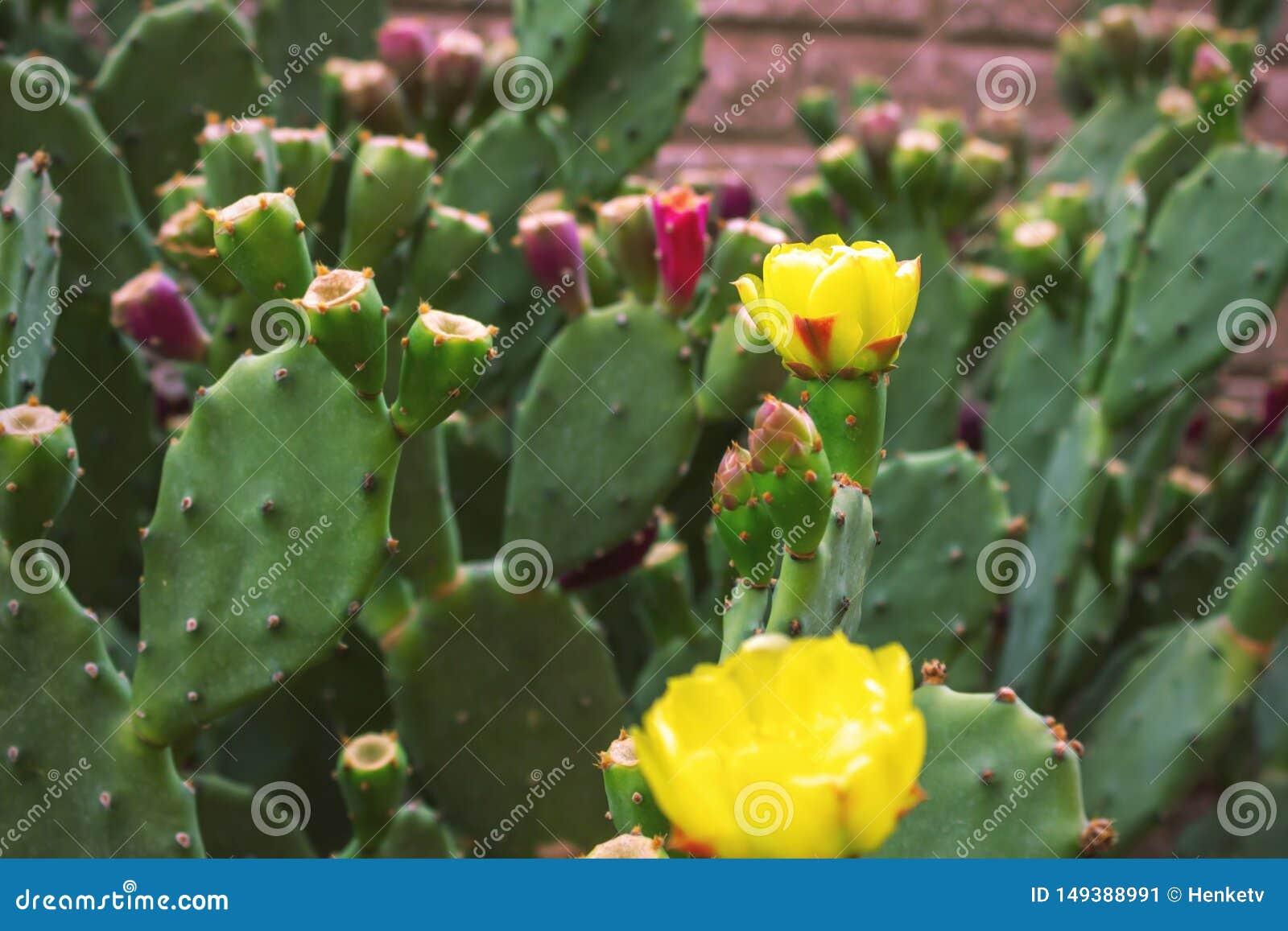 Beautiful Yellow Flowers of a Spiny Cactus Stock Image - Image of flora ...
