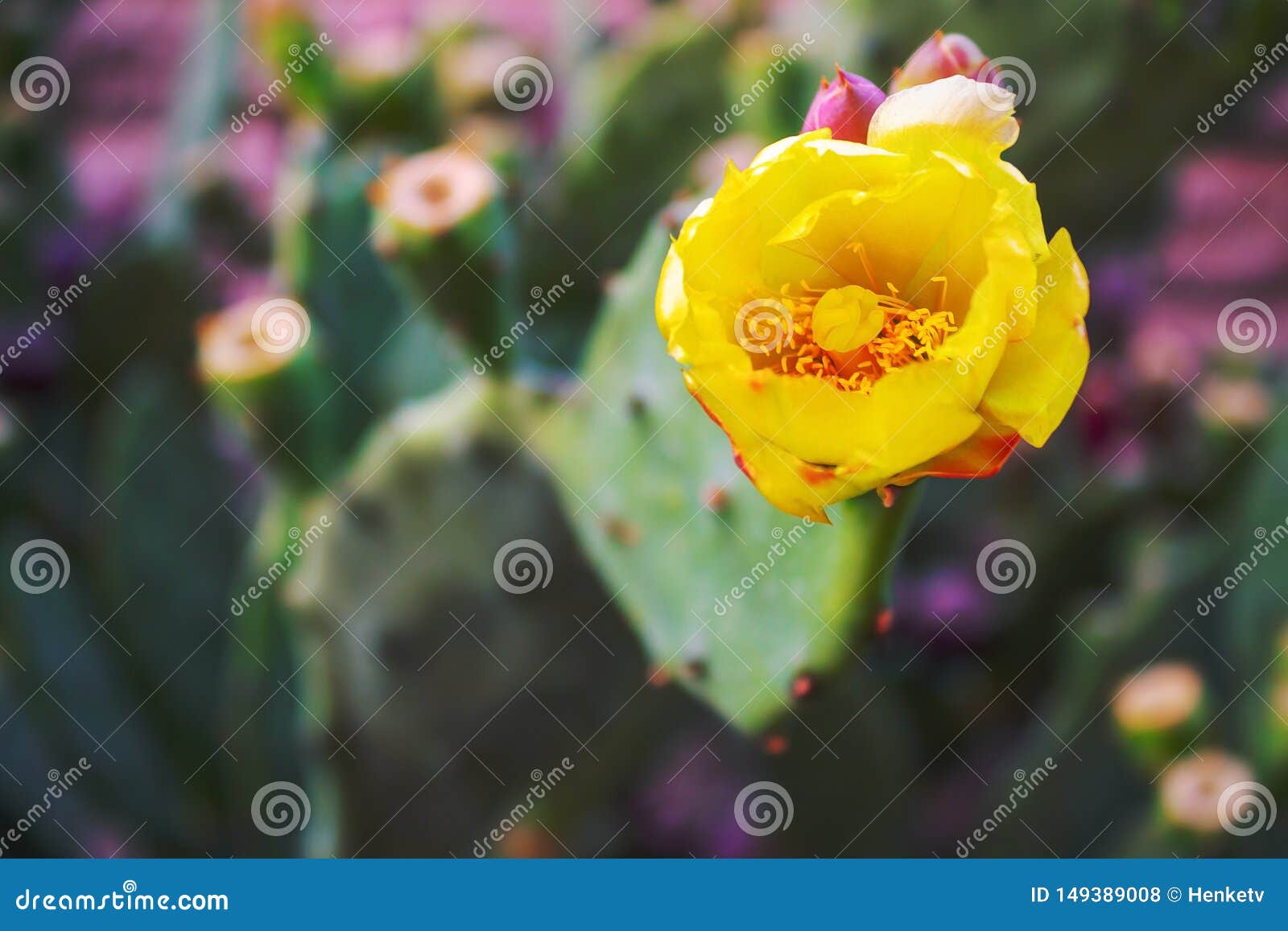 Beautiful Yellow Flowers of a Spiny Cactus Stock Photo - Image of ...