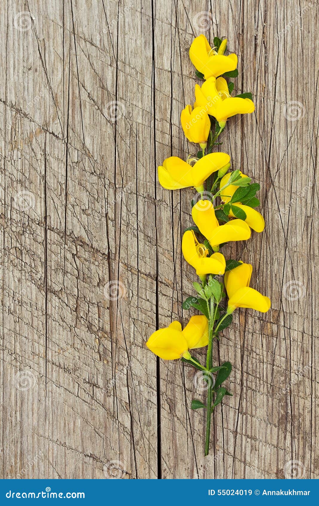 Beautiful Yellow Flowers on Wooden Rustic Background Stock Image ...