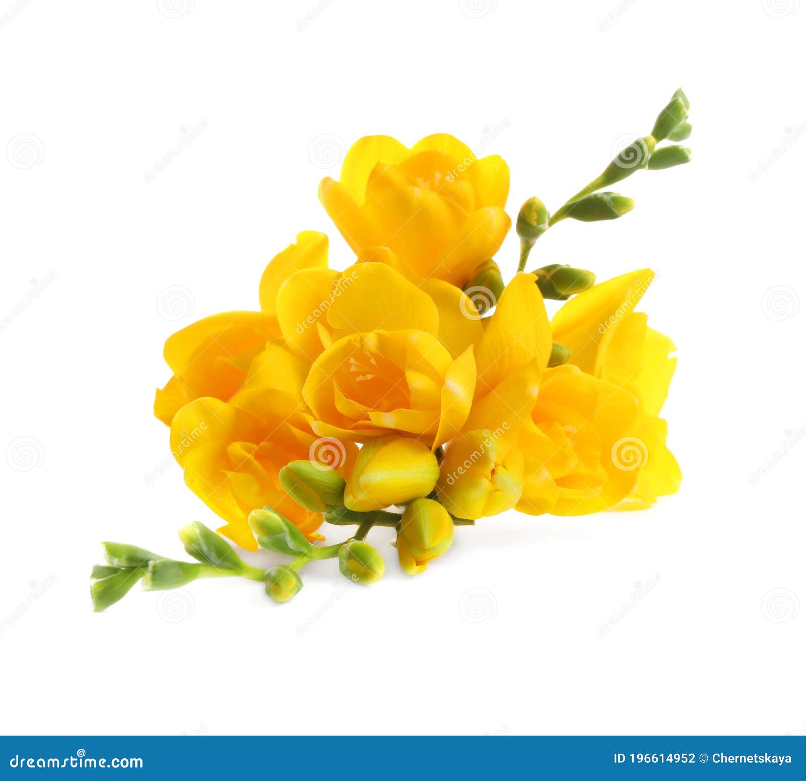 Beautiful Yellow Freesia Flowers on White Background Stock Photo ...