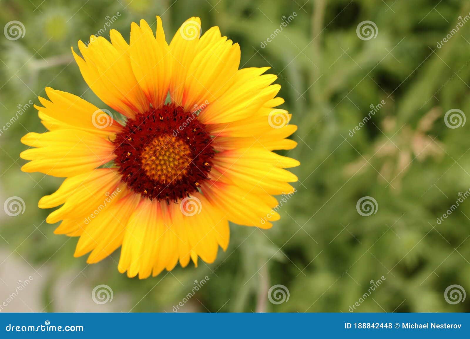 Beautiful Yellow Gaillardia in a Flower Bed Stock Photo - Image of ...