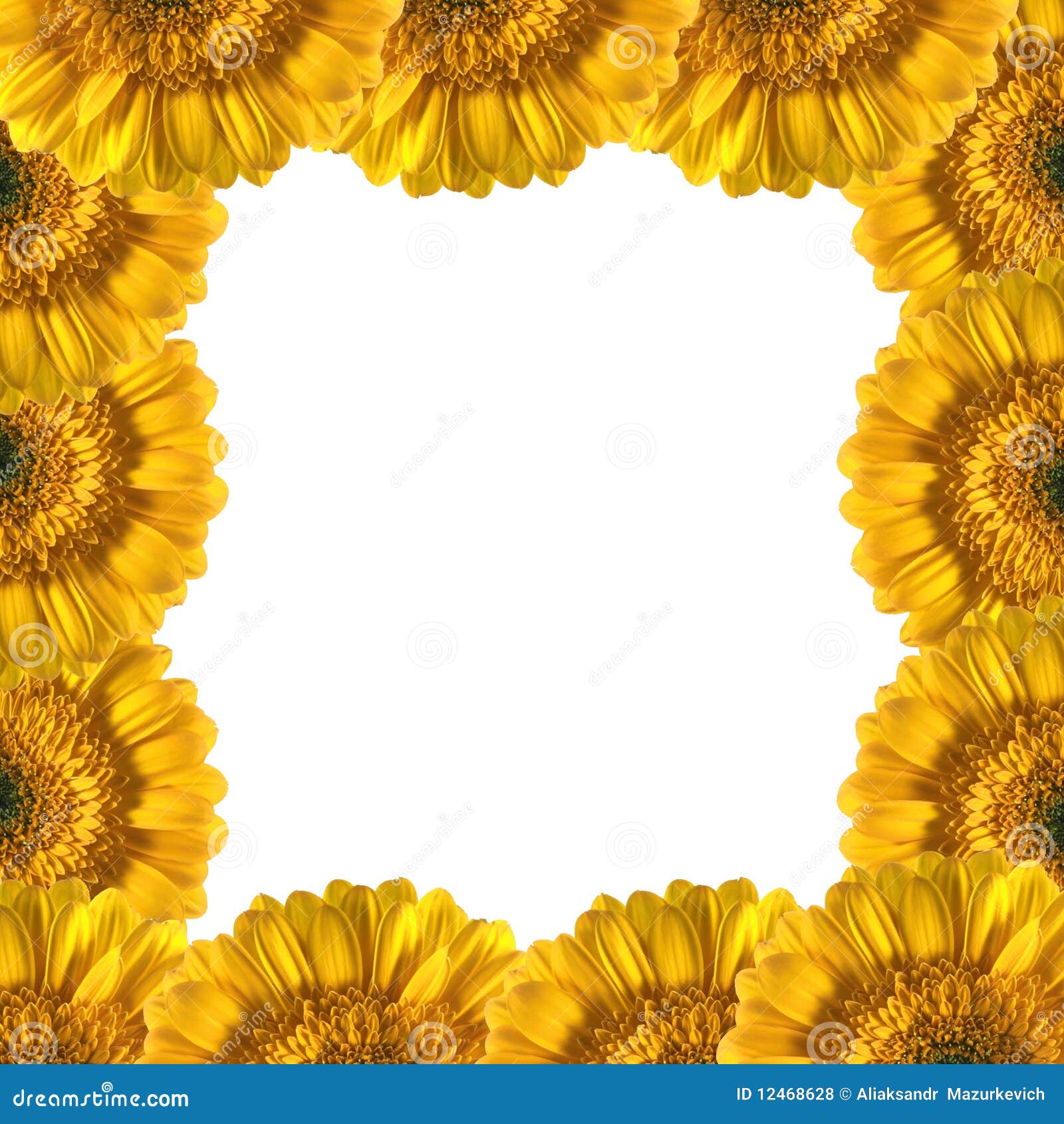Beautiful Yellow Gerberas Frame Stock Photo - Image of frame, botany ...