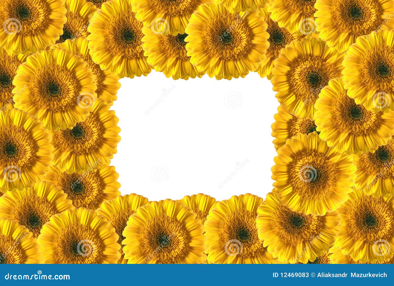 Beautiful Yellow Gerberas Frame Stock Image - Image of gerbera, macro ...