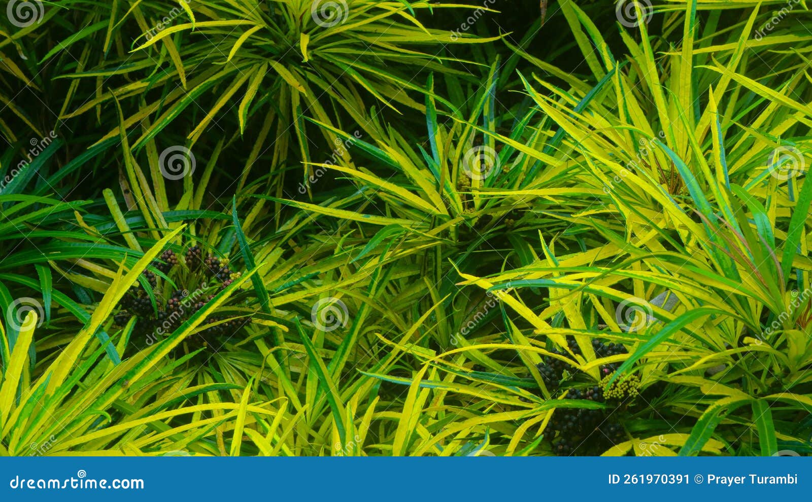 Beautiful Yellow Green Leaves in the Background Stock Image - Image of ...