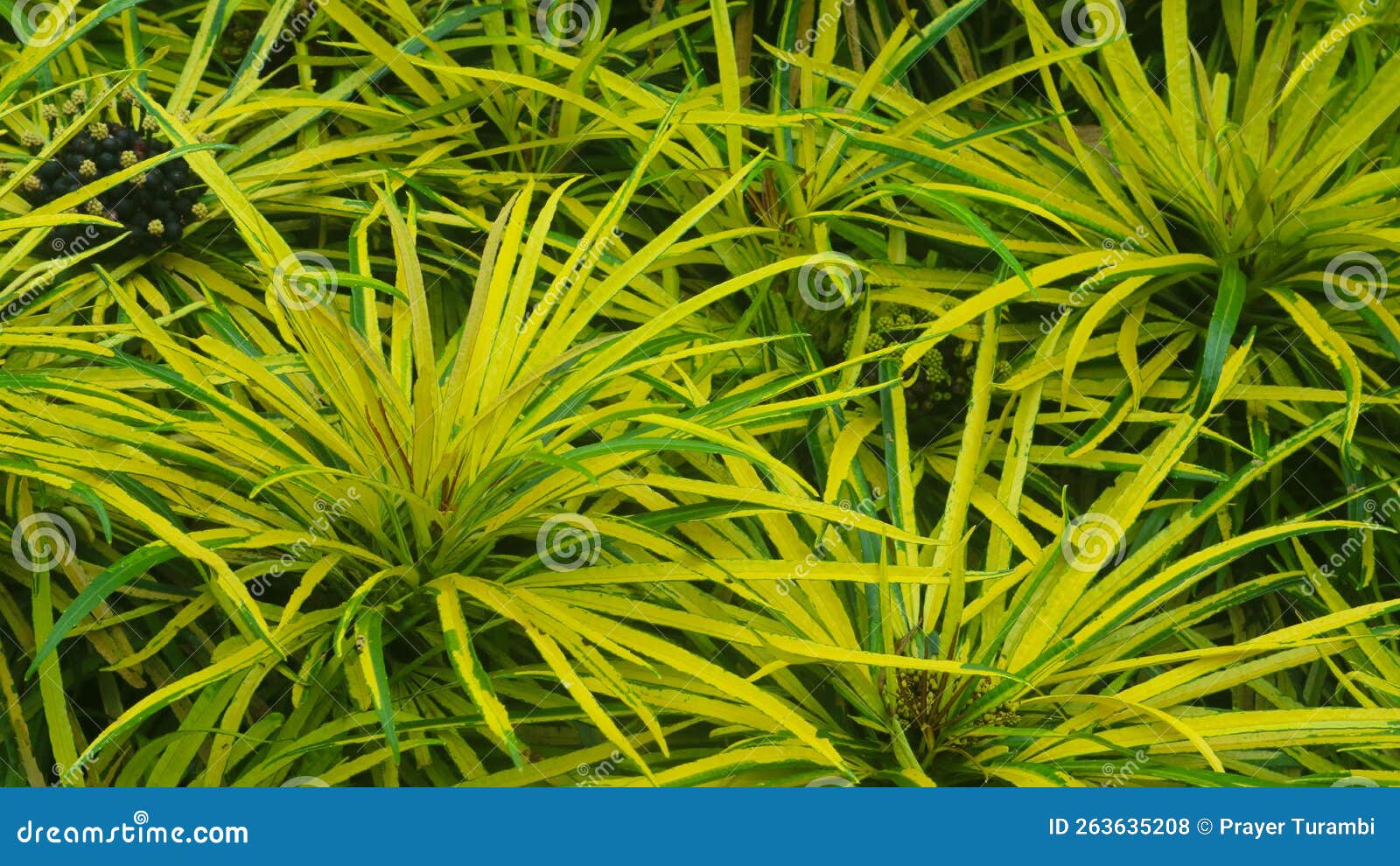 Beautiful Yellow Green Leaves in the Background Stock Photo - Image of ...