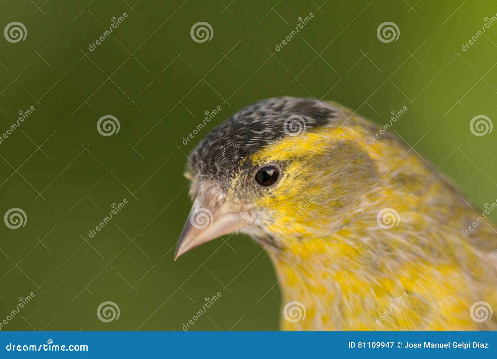 Beautiful Yellow and Grey Canary Stock Image - Image of colorful, close ...