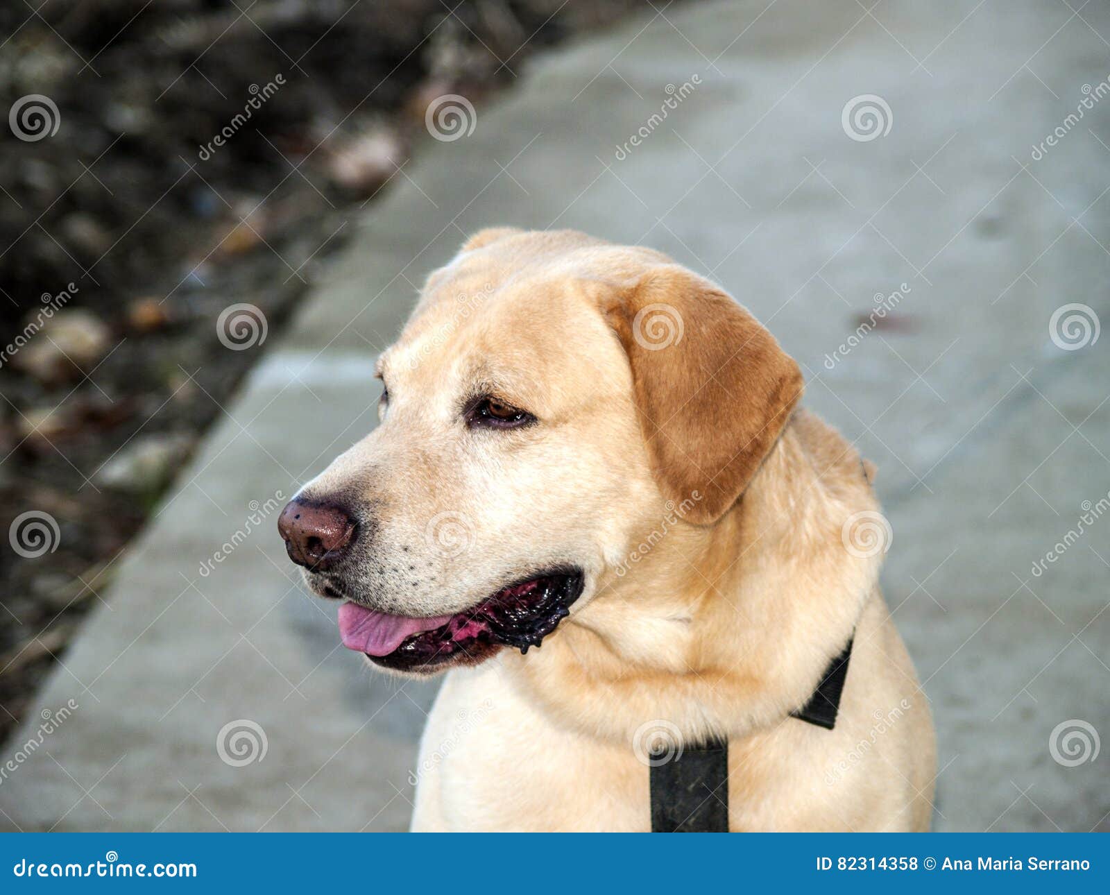 Beautiful Yellow Labrador Retriever Stock Photo - Image of animal ...
