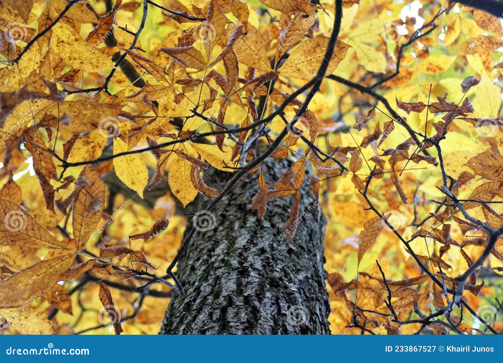 Beautiful Yellow Leaves of a Maple Tree Changing Color in the Fall ...