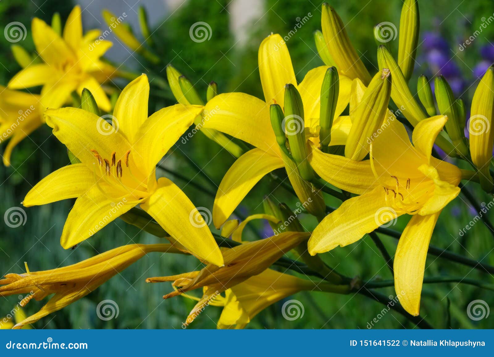 Yellow Lilies on Flower Bed Stock Photo - Image of background, floral ...
