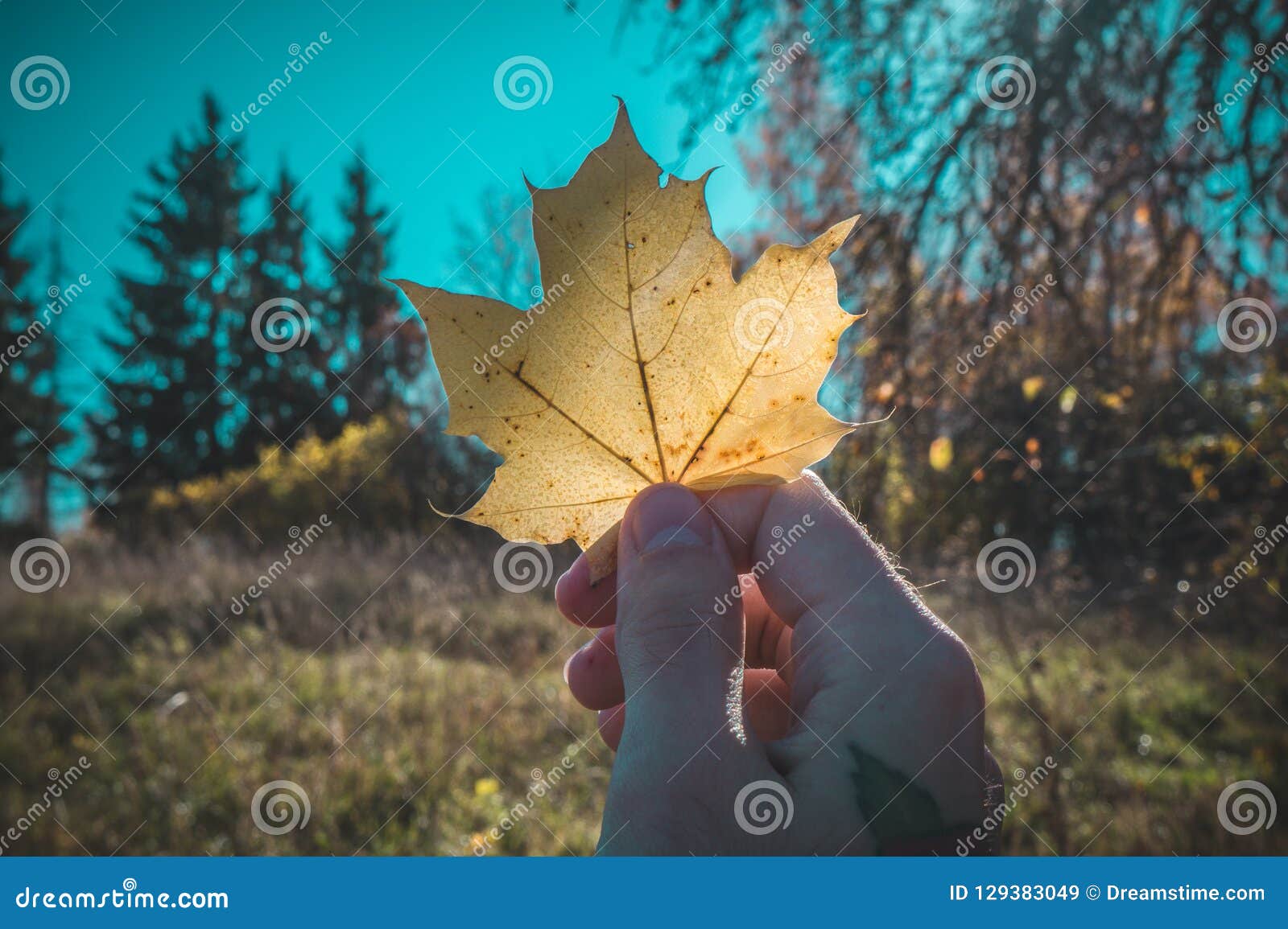 Beautiful Yellow Maple Leaf in Hand Stock Image - Image of animal ...