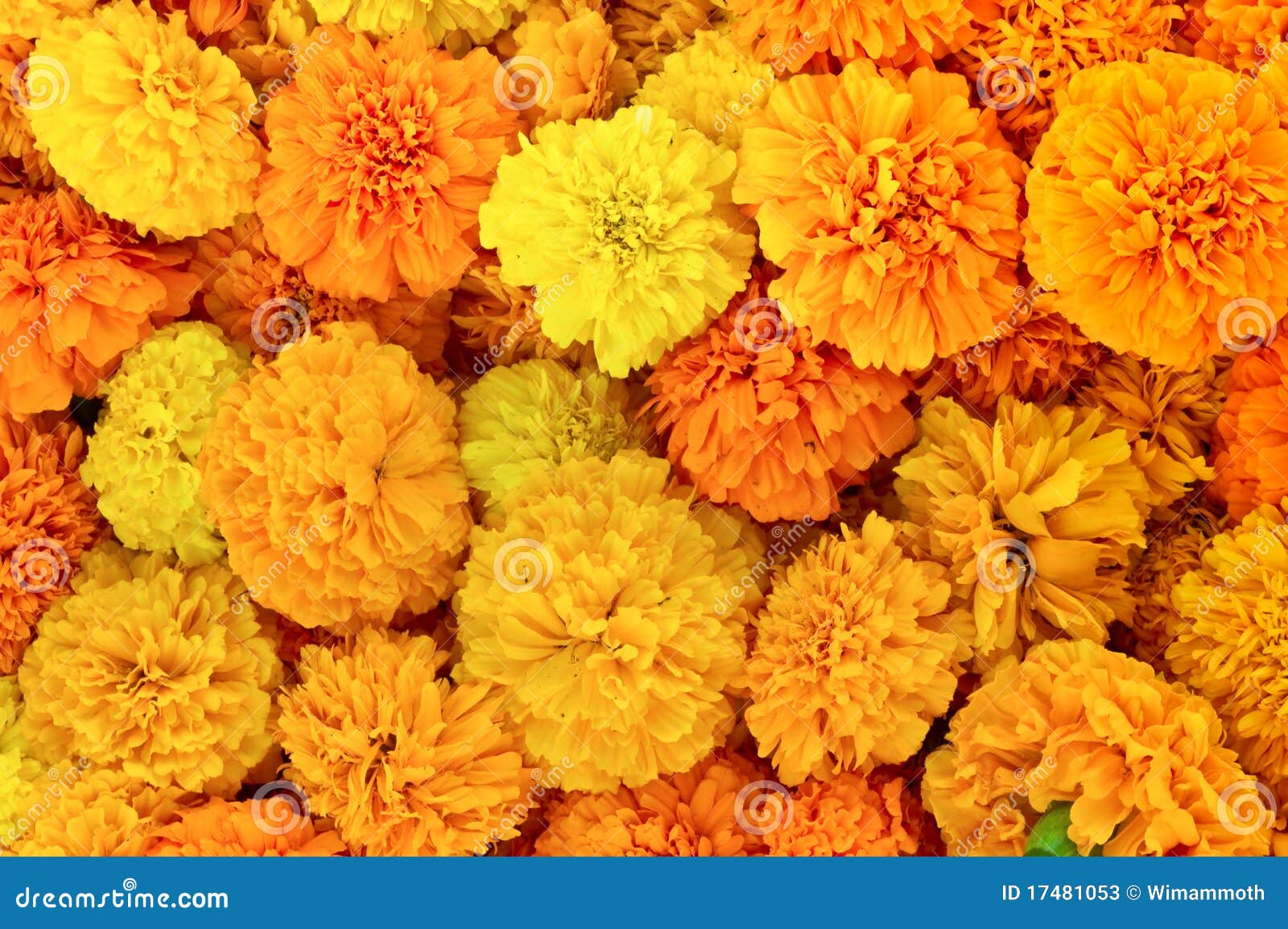 Yellow Marigold Image, With Pastel Color | CartoonDealer.com #137994022