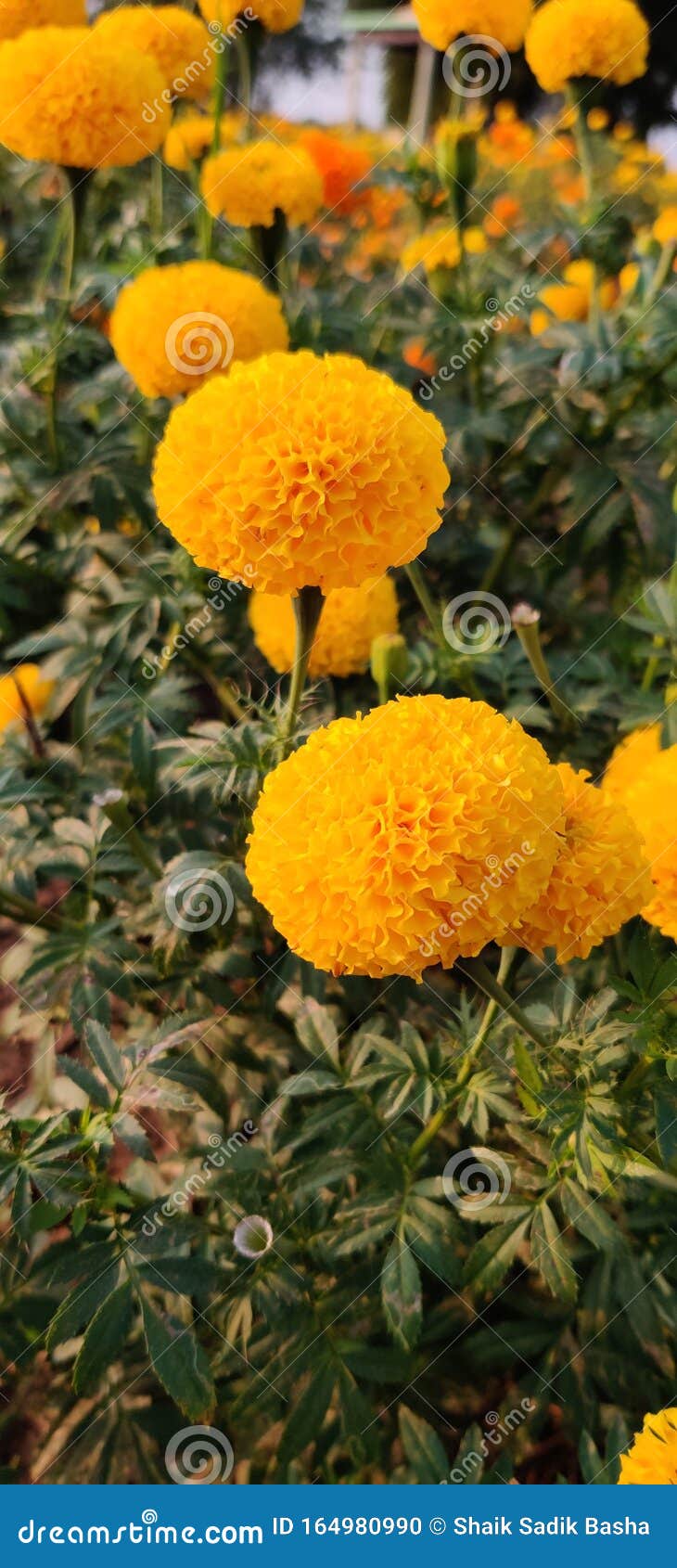 A Beautiful Yellow Marrie Gold Flower. Stock Photo - Image of marrie ...