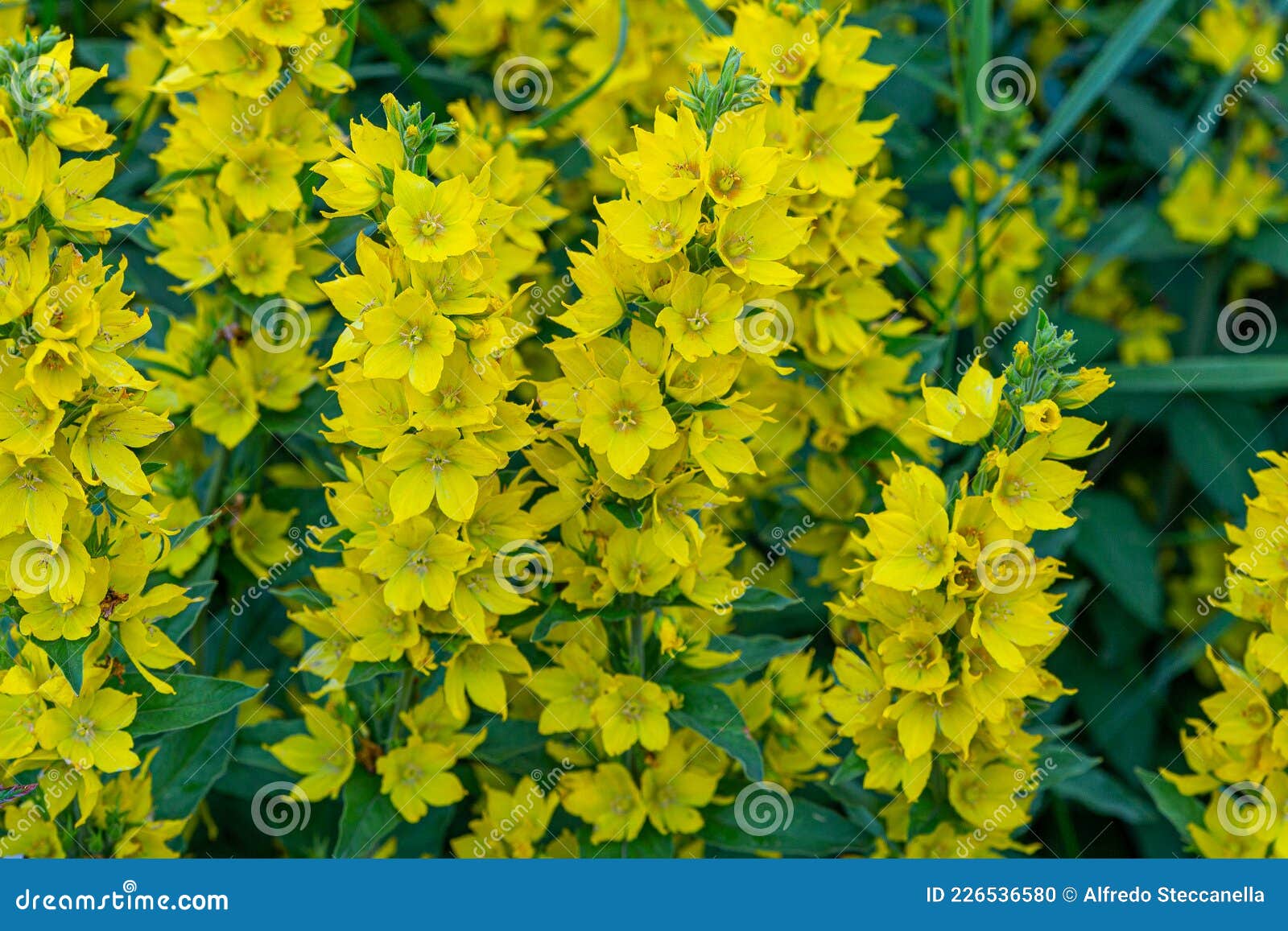 Beautiful Yellow Mountain Flowers Stock Photo - Image of beauty, bright ...