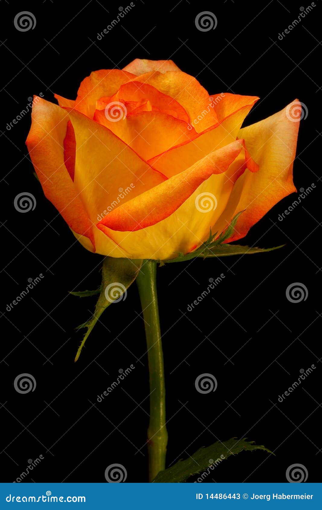Beautiful Yellow Orange Rose Isolated on Black Stock Image - Image of ...