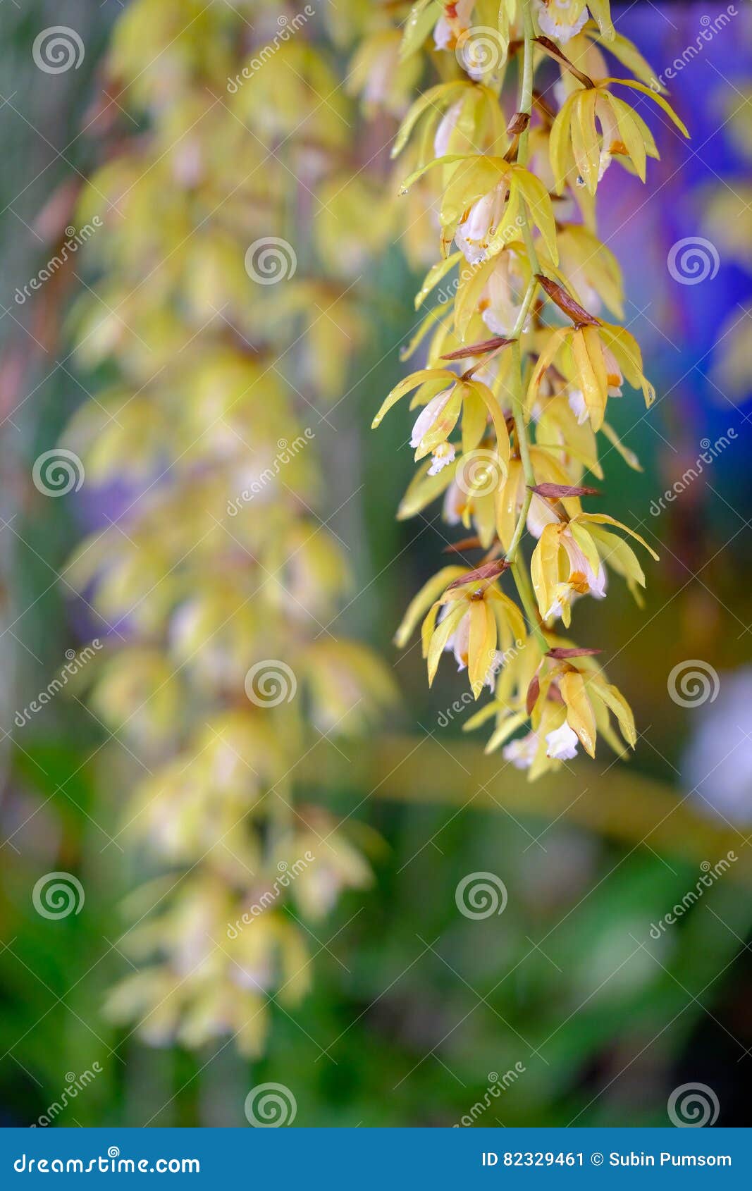 Beautiful Yellow Orchid on Tree Stock Image - Image of plant, leaf ...