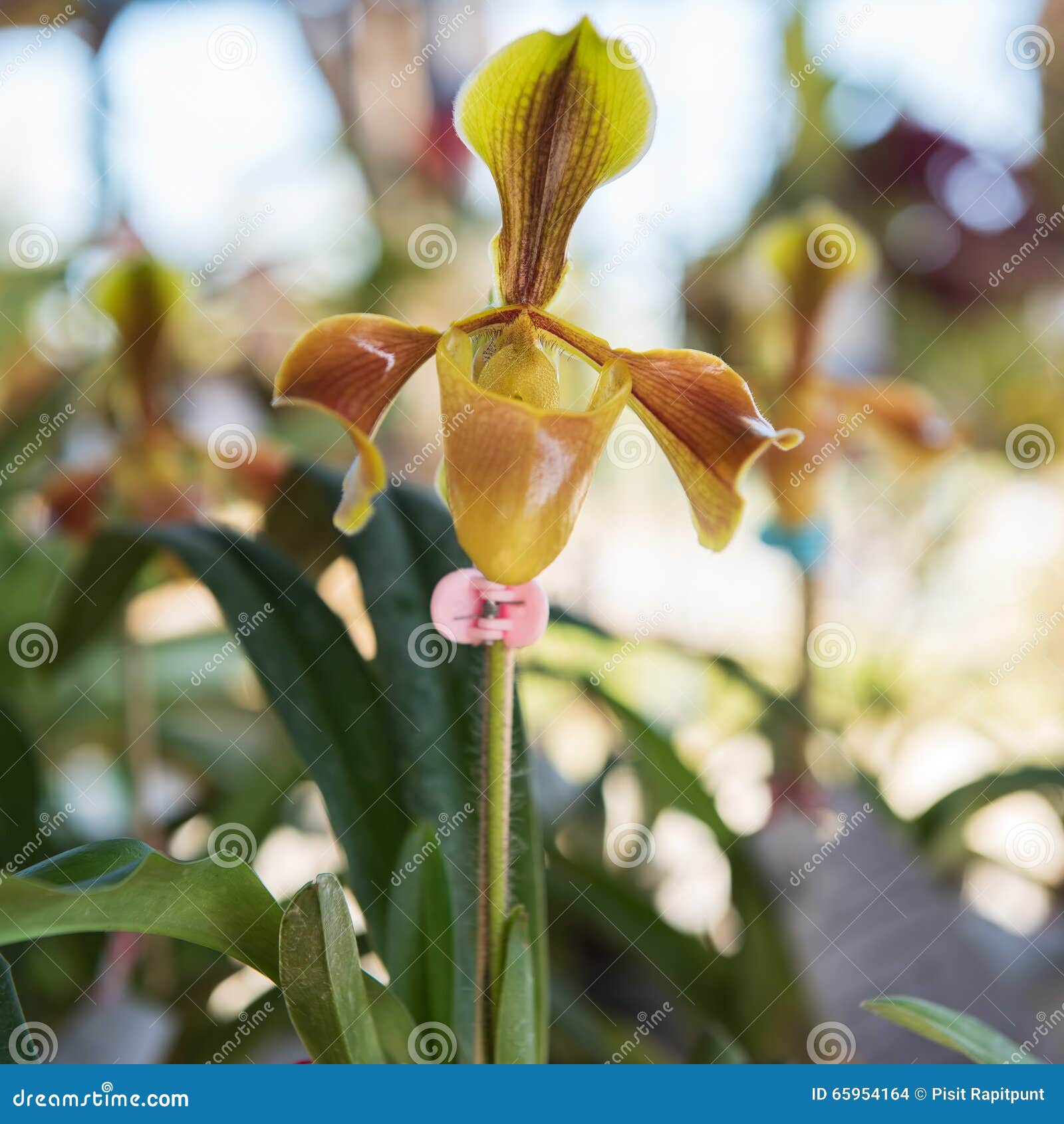 Beautiful Yellow Orchids Flower Tree Stock Photo - Image of flower ...