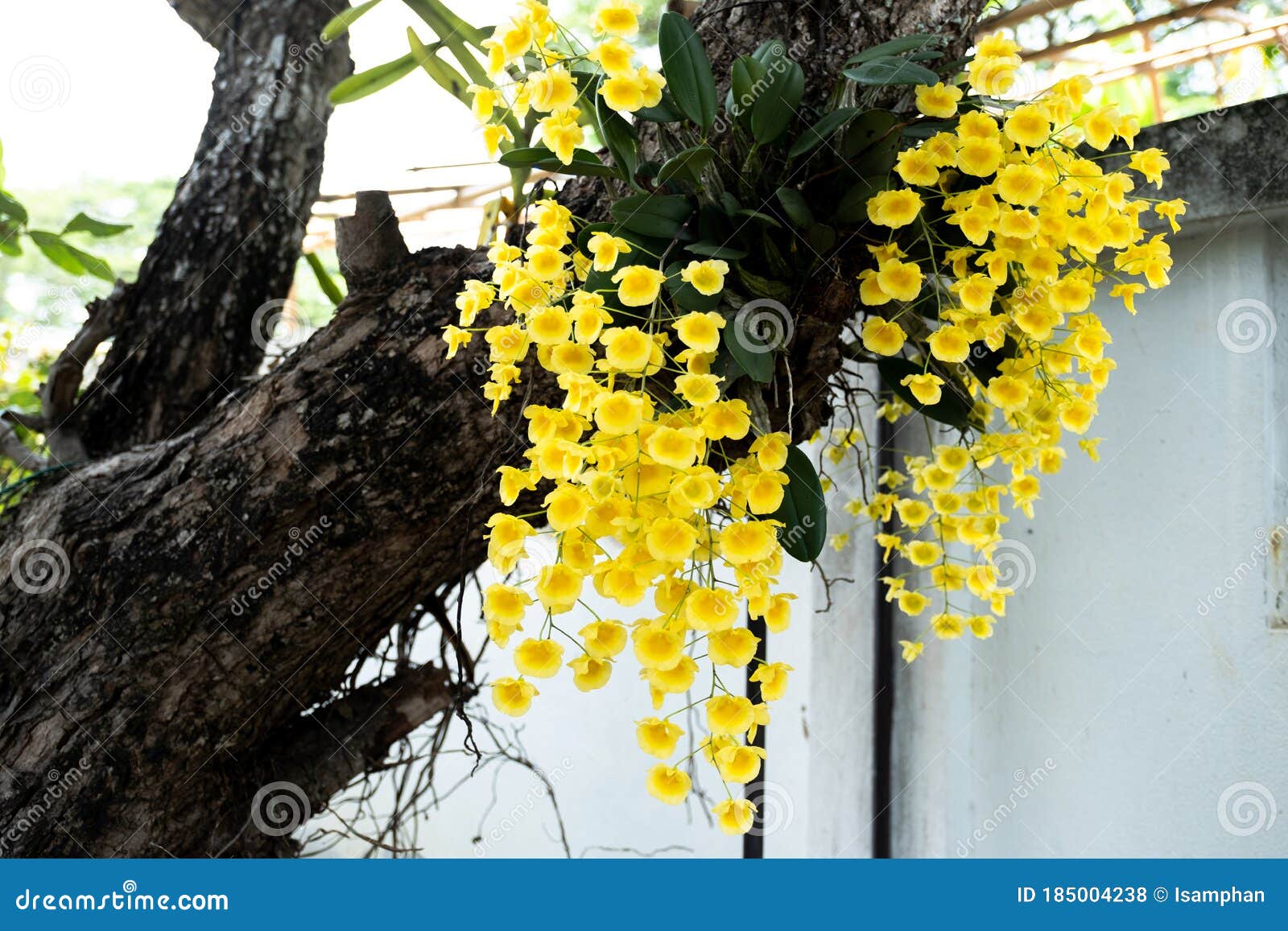 Beautiful Yellow Orchids on the Tree in Natural Light Stock Photo ...