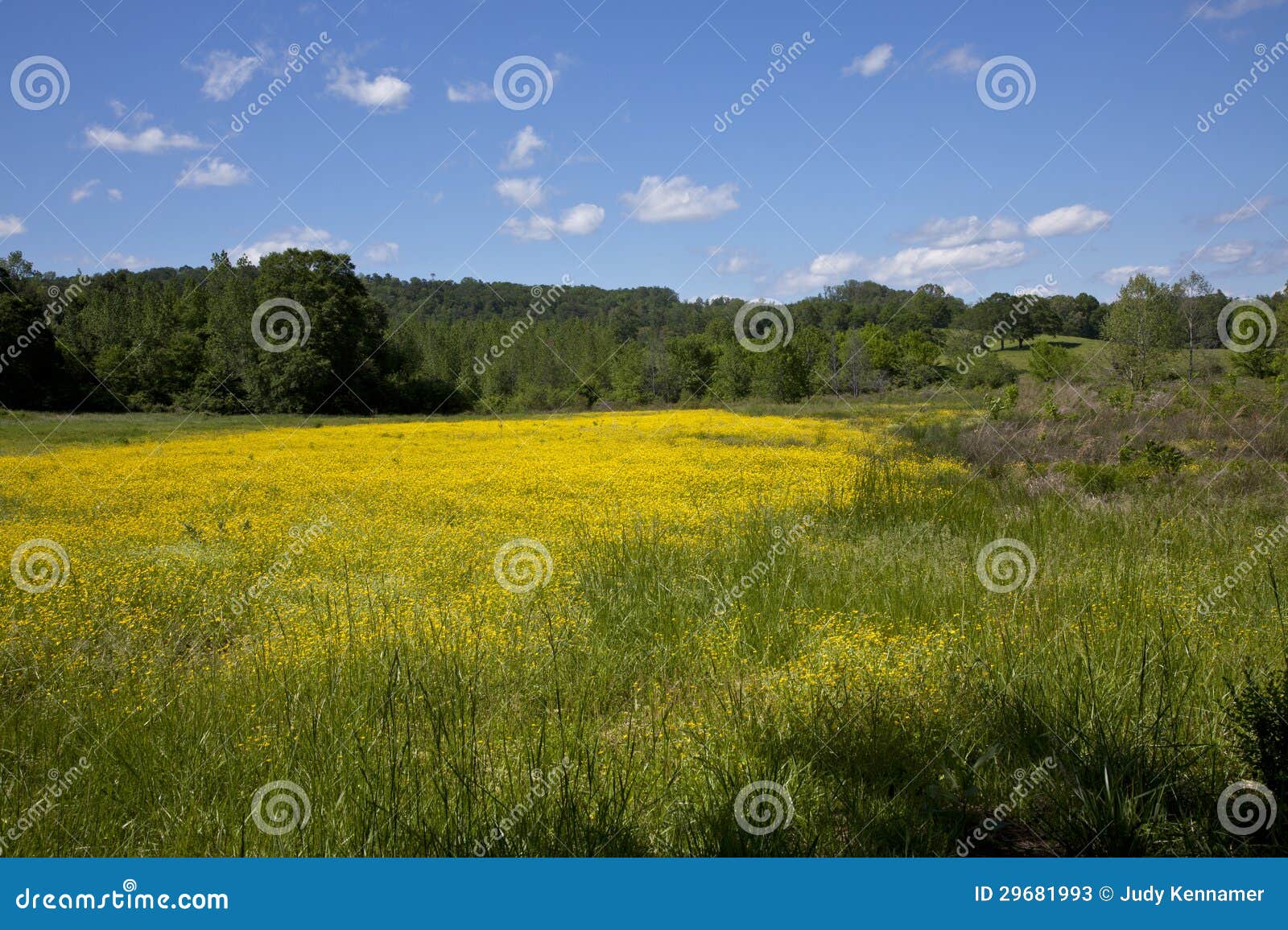 Beautiful yellow pasture stock image. Image of blue, farm - 29681993