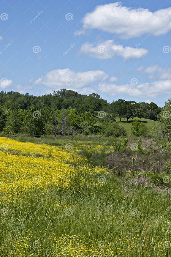 Beautiful yellow pasture stock photo. Image of clear - 29682000
