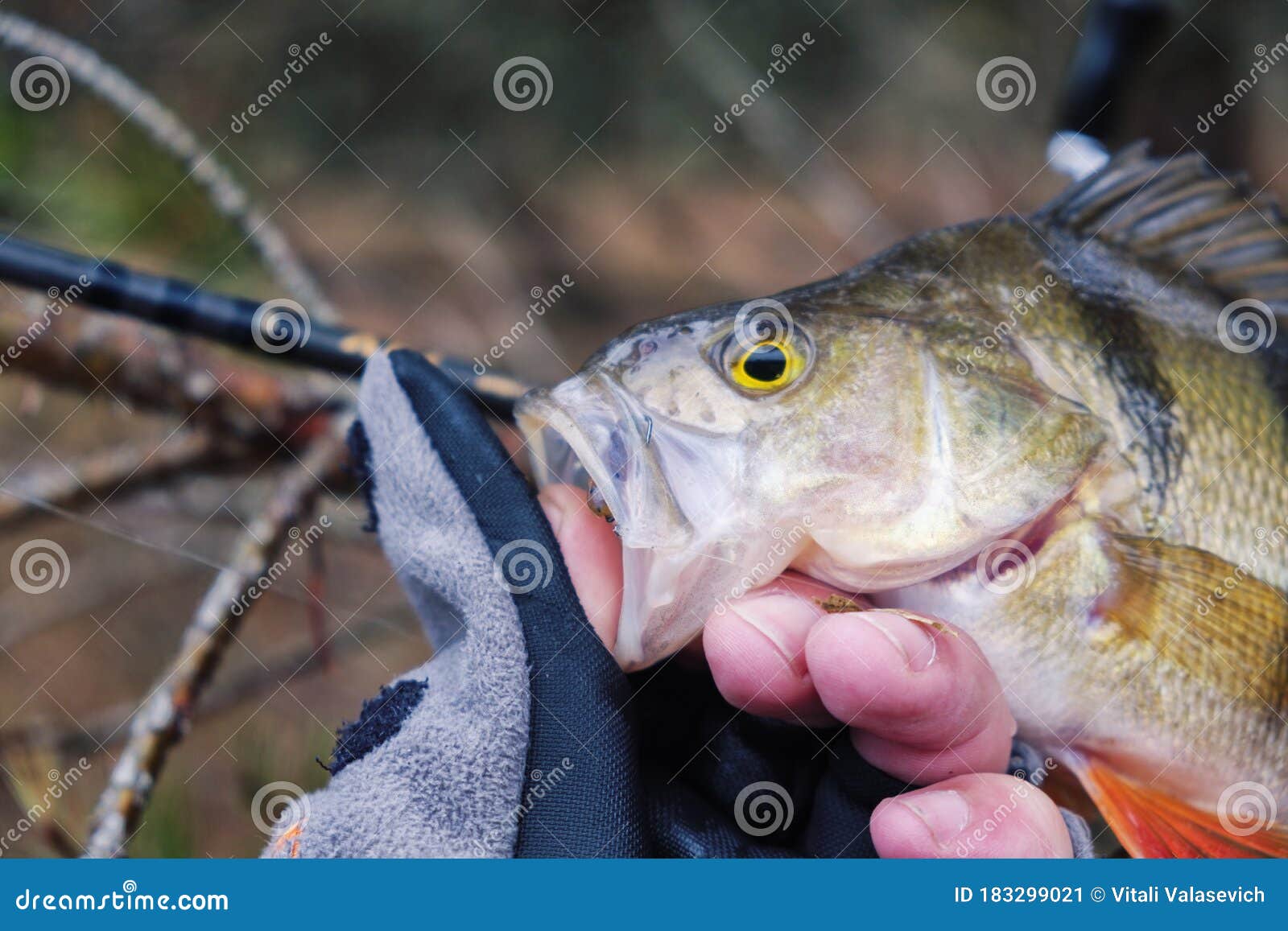 Beautiful Yellow Perch in the Hand of Angler Stock Image - Image of ...