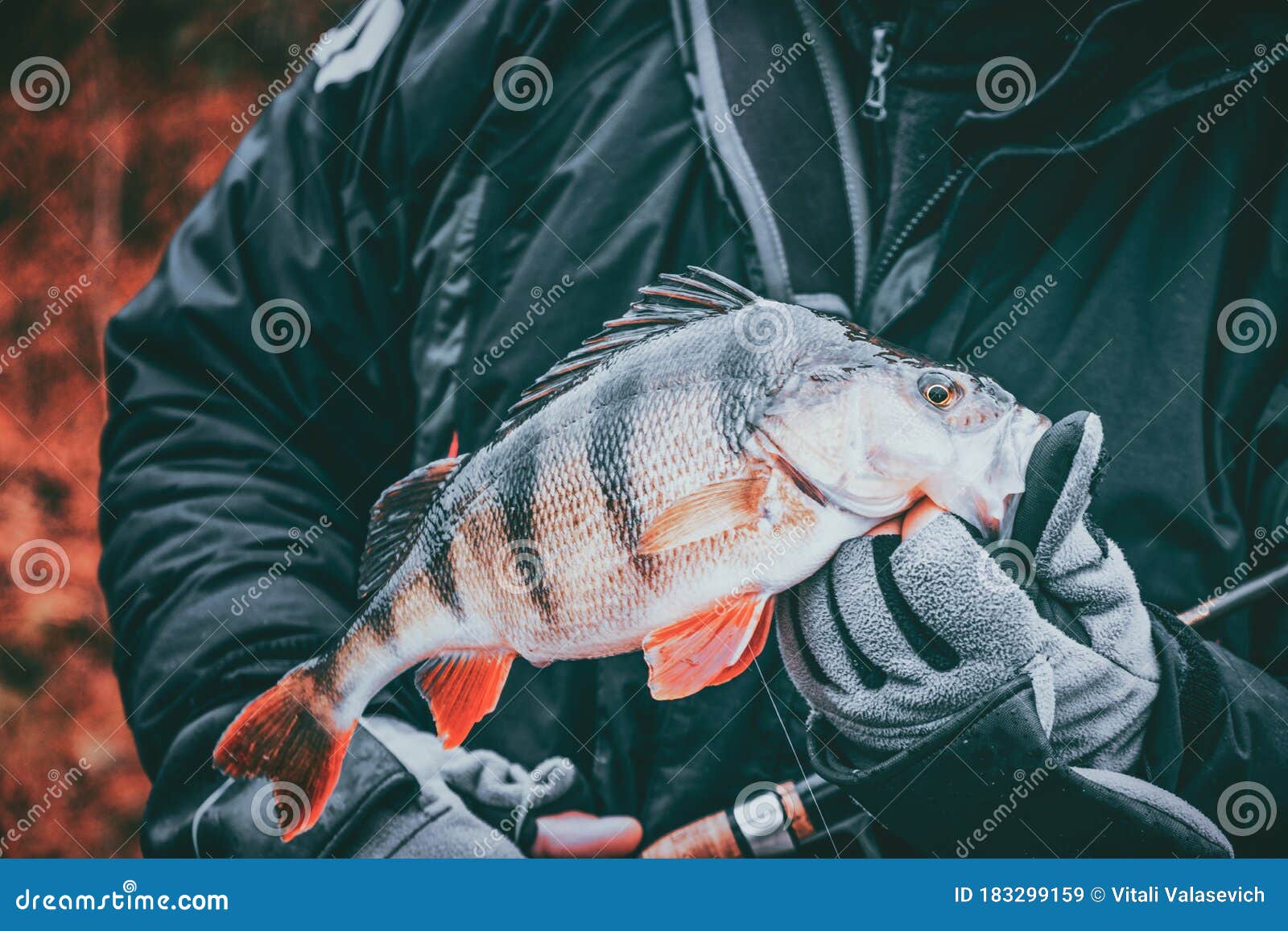 Beautiful Yellow Perch in the Hand of Angler Stock Image - Image of ...