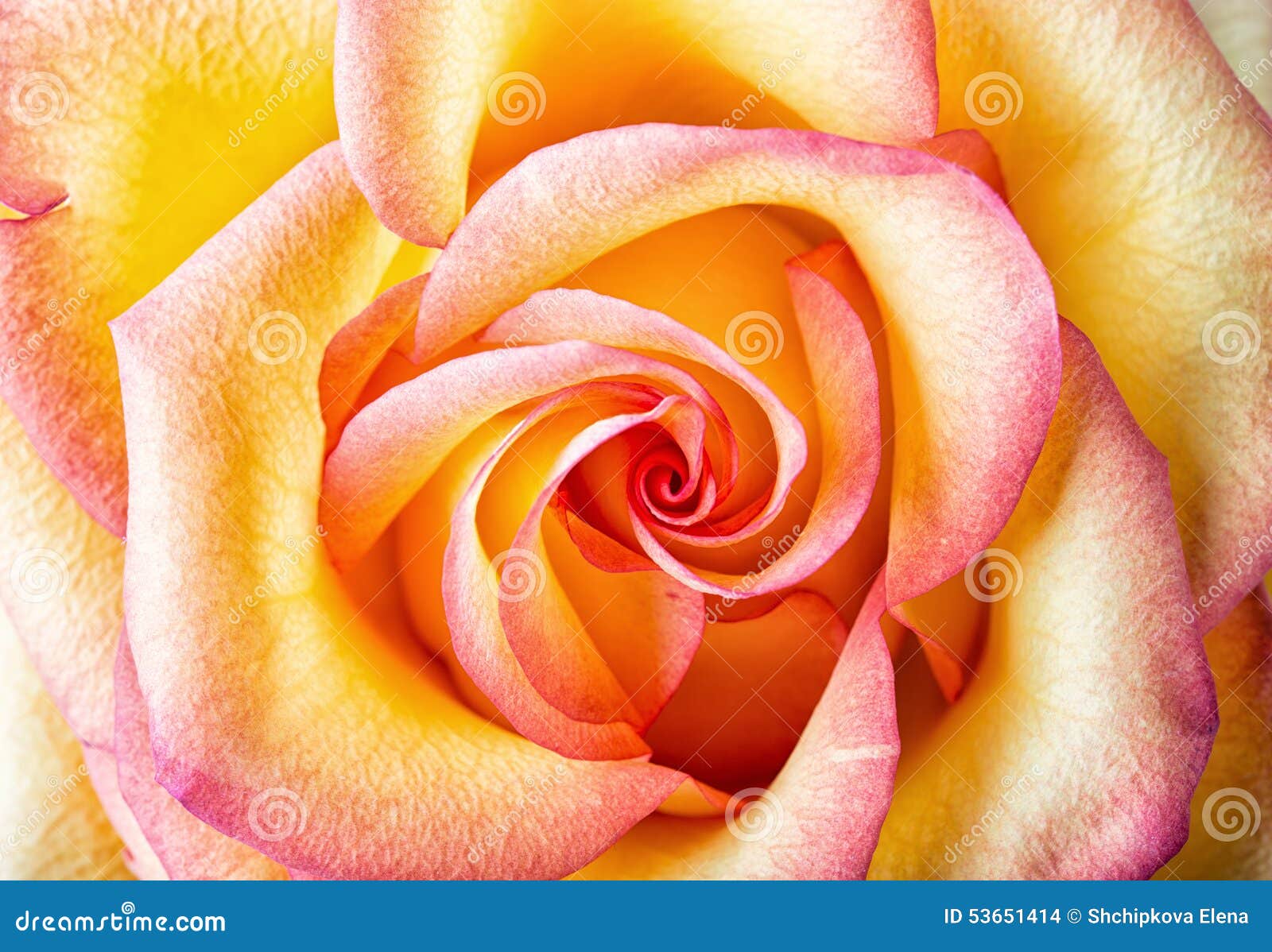Beautiful yellow-pink rose stock photo. Image of birthday - 53651414