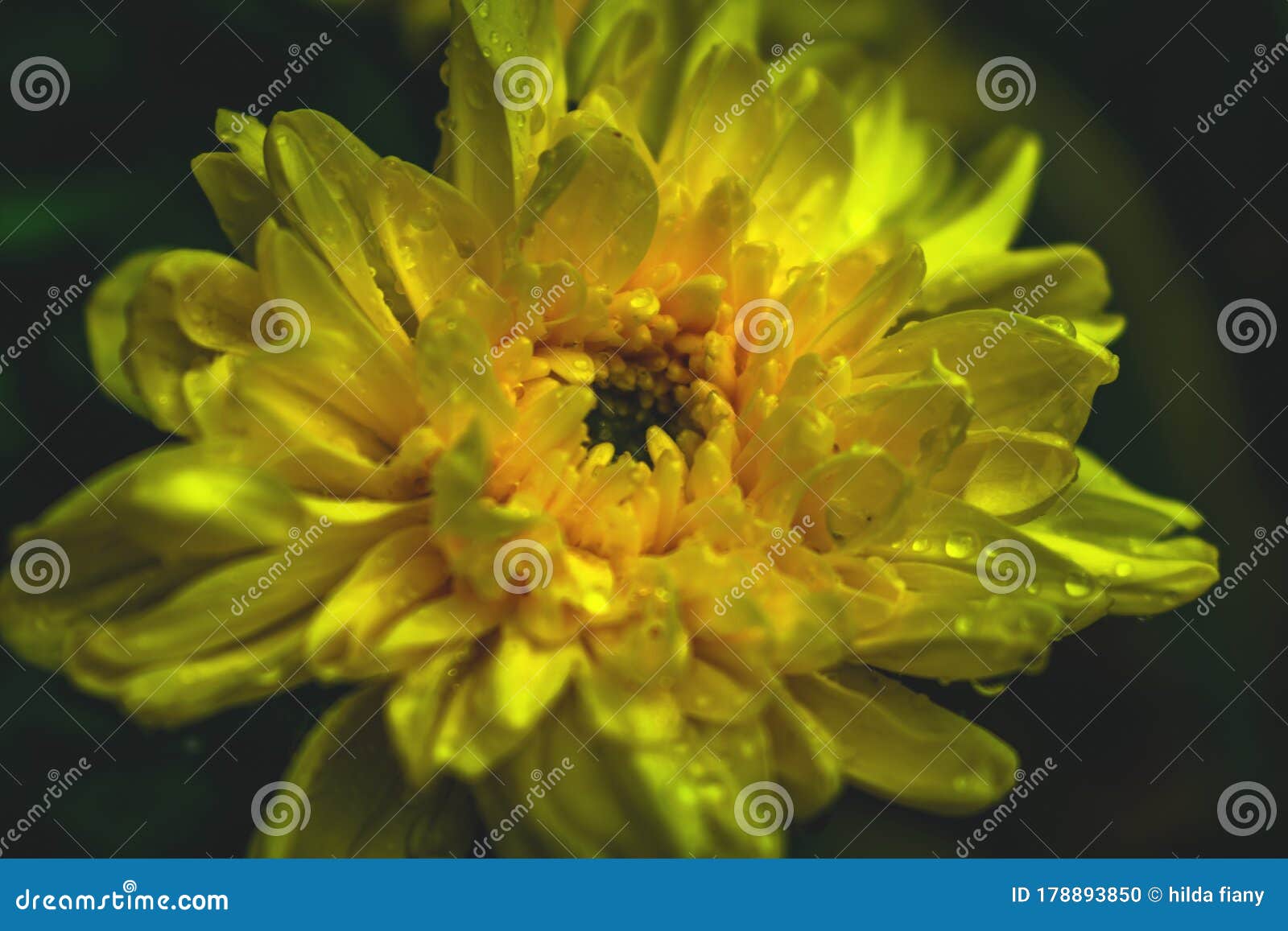 A Beautiful Yellow after the Rainy Day Stock Photo - Image of nature ...