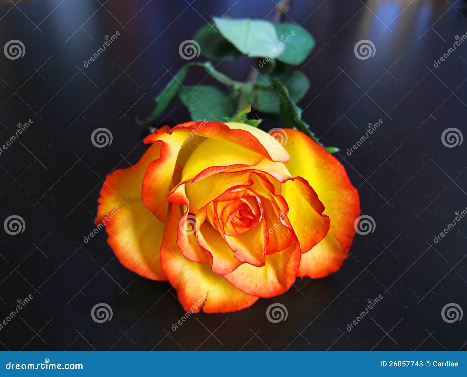 Beautiful Yellow and Red Rose Stock Image - Image of hold, holiday ...