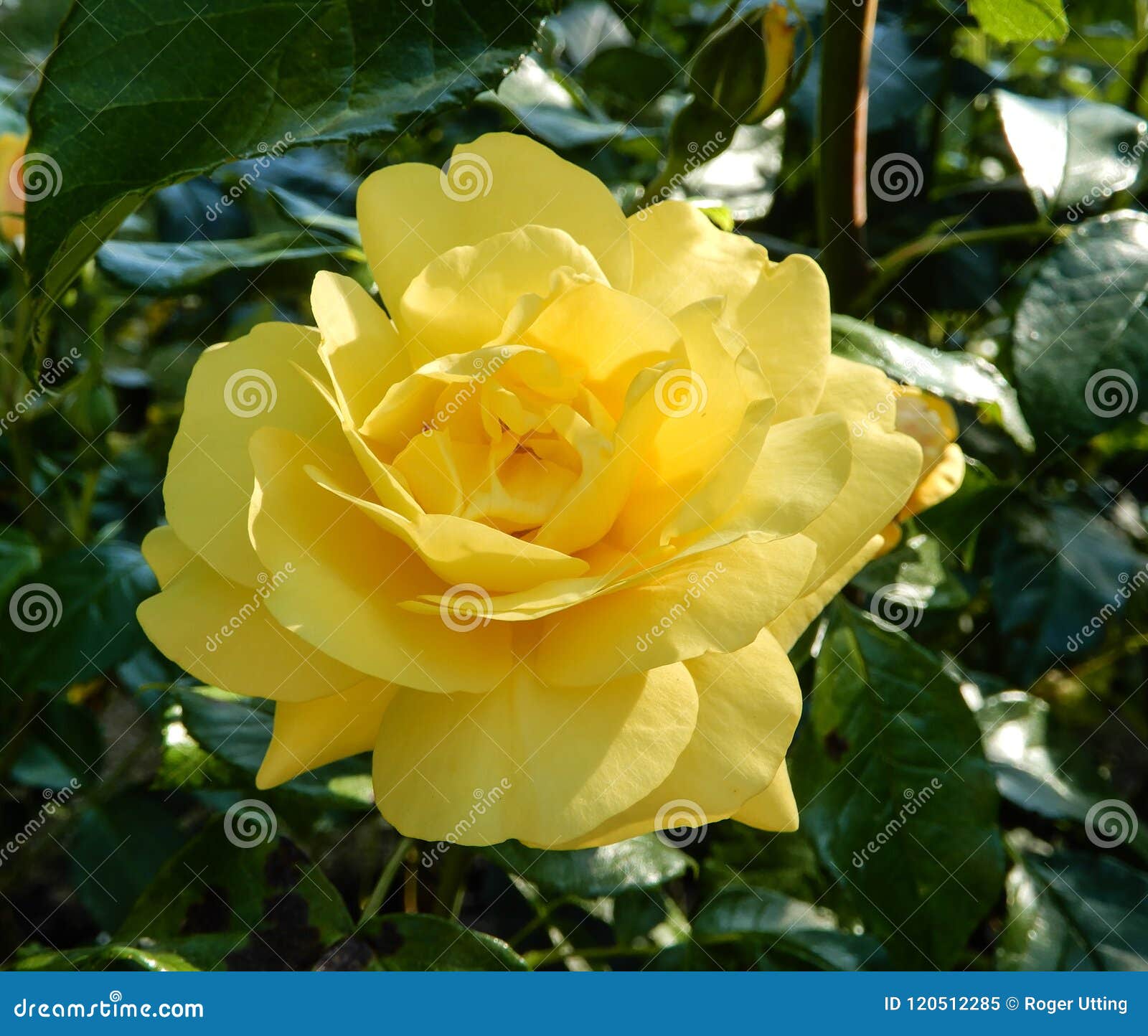 A Yellow Rose stock image. Image of plant, nature, rosa - 120512285